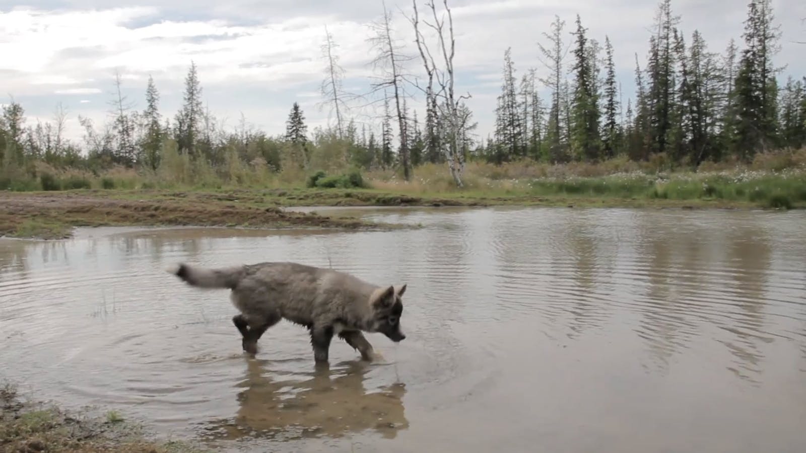 Puddle Dog Wallpaper Videos, Download The BEST Free 4k Stock Video ...