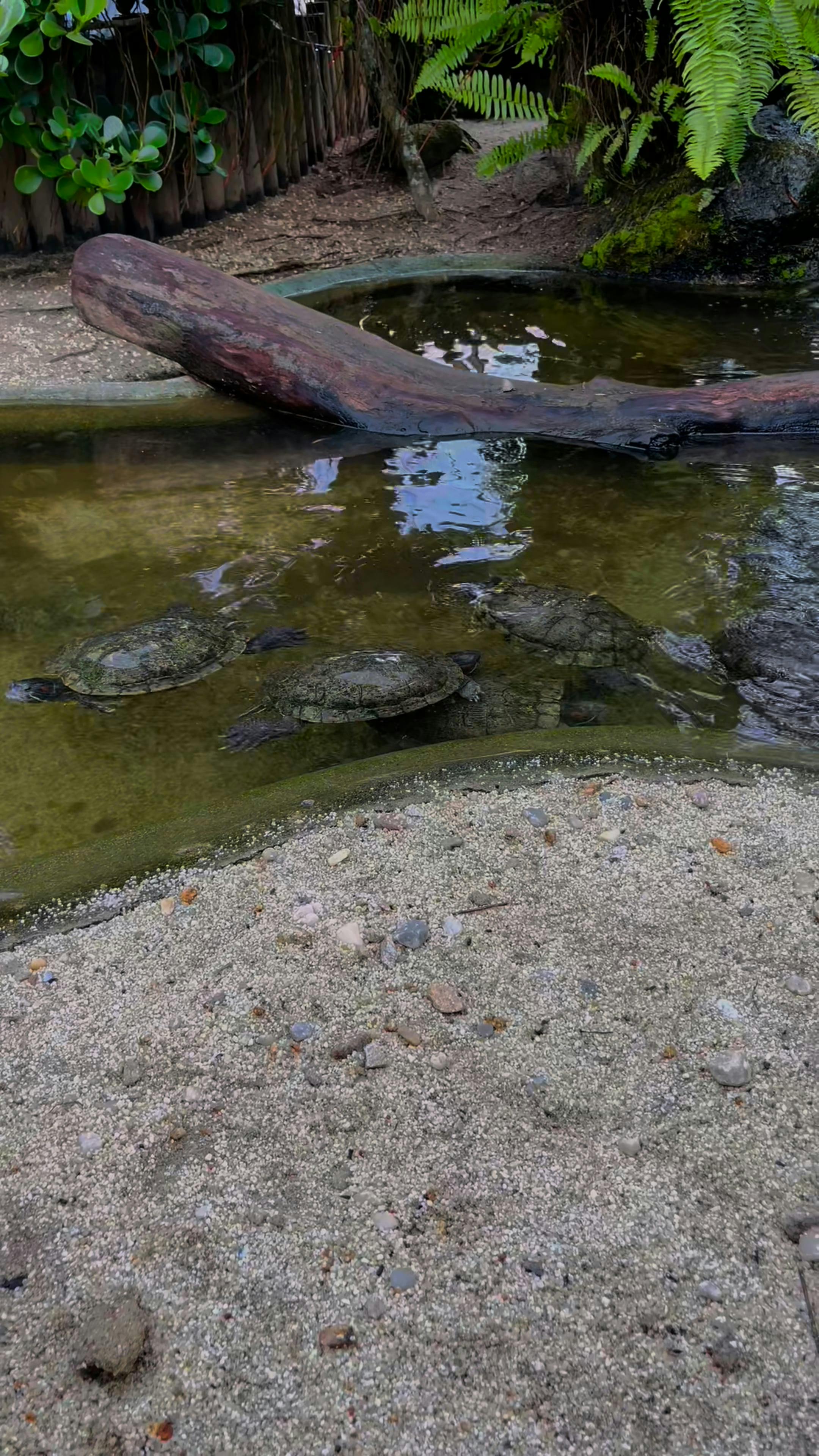 Herd of Turtles Swimming in Zoo Habitat Free Stock Video Footage ...