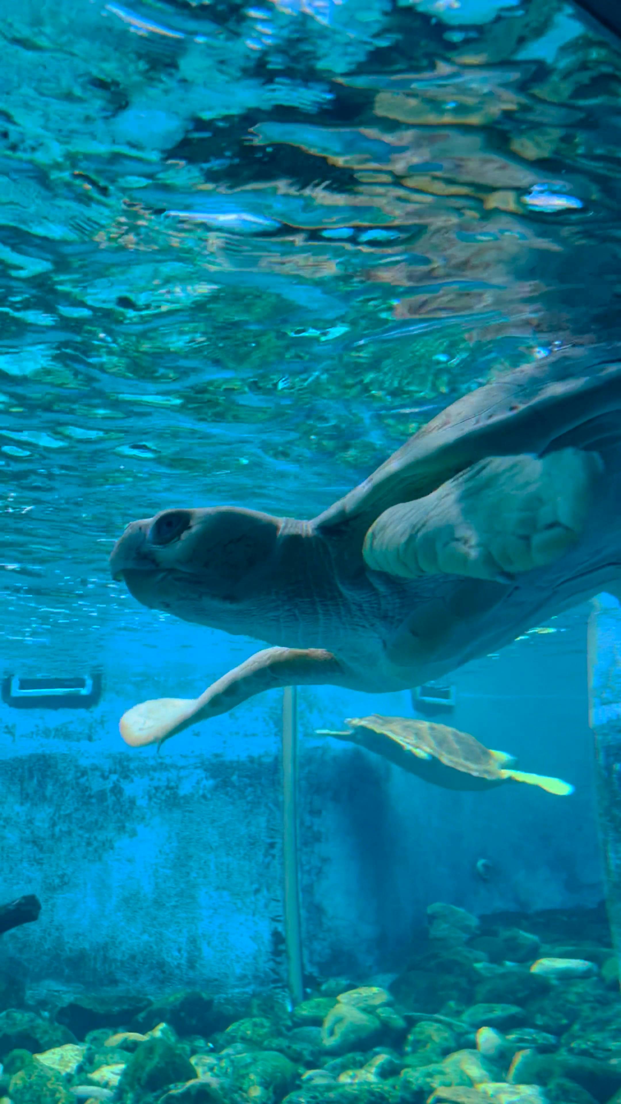 Sea Turtles in Sea Life Aquarium · Free Stock Video