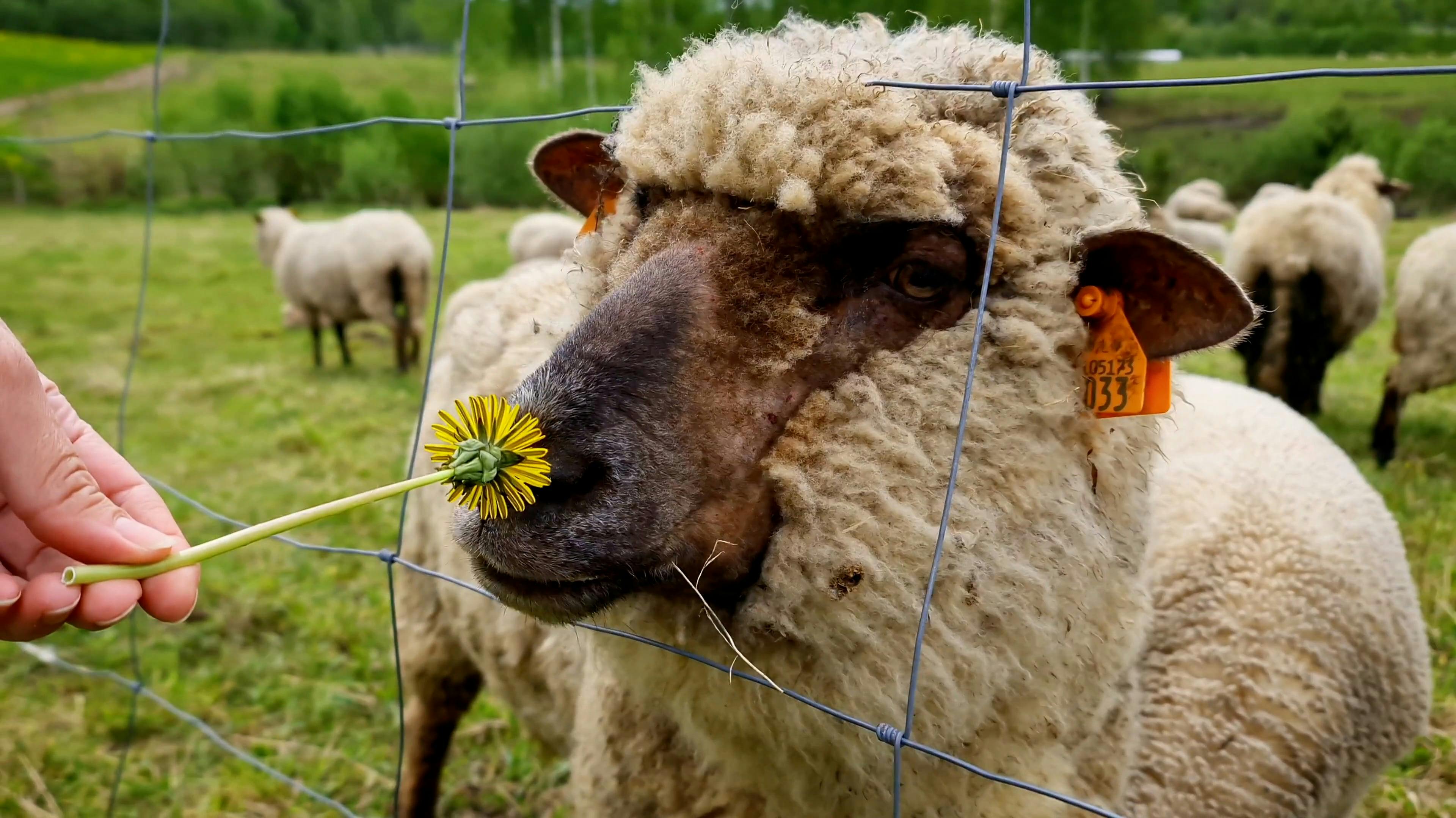 Holding Lamb Videos, Download The BEST Free 4k Stock Video Footage ...