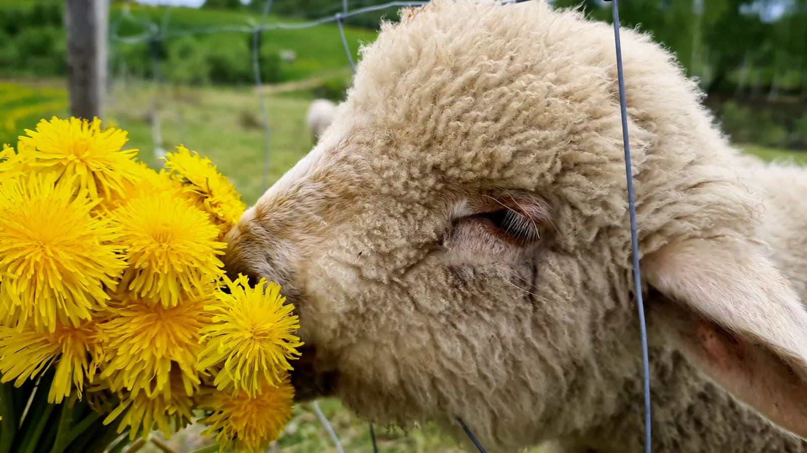 Dandelions Videos, Download The BEST Free 4k Stock Video Footage ...