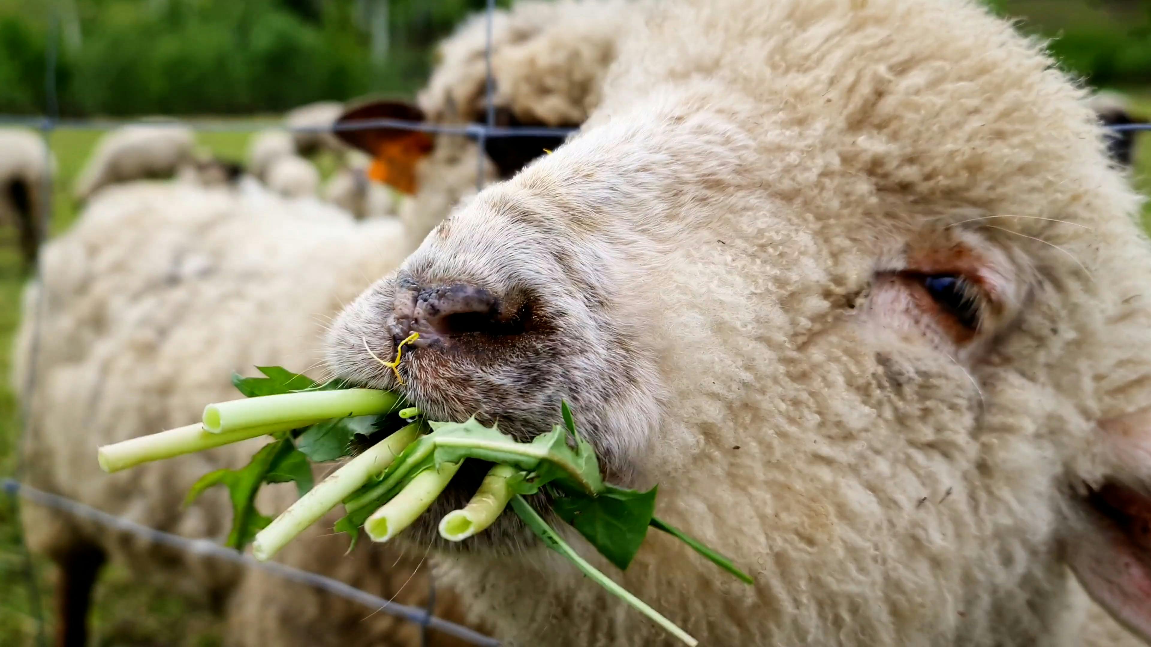 Lamb Eating Dandelions Free Stock Video Footage, Royalty-Free 4K & HD ...