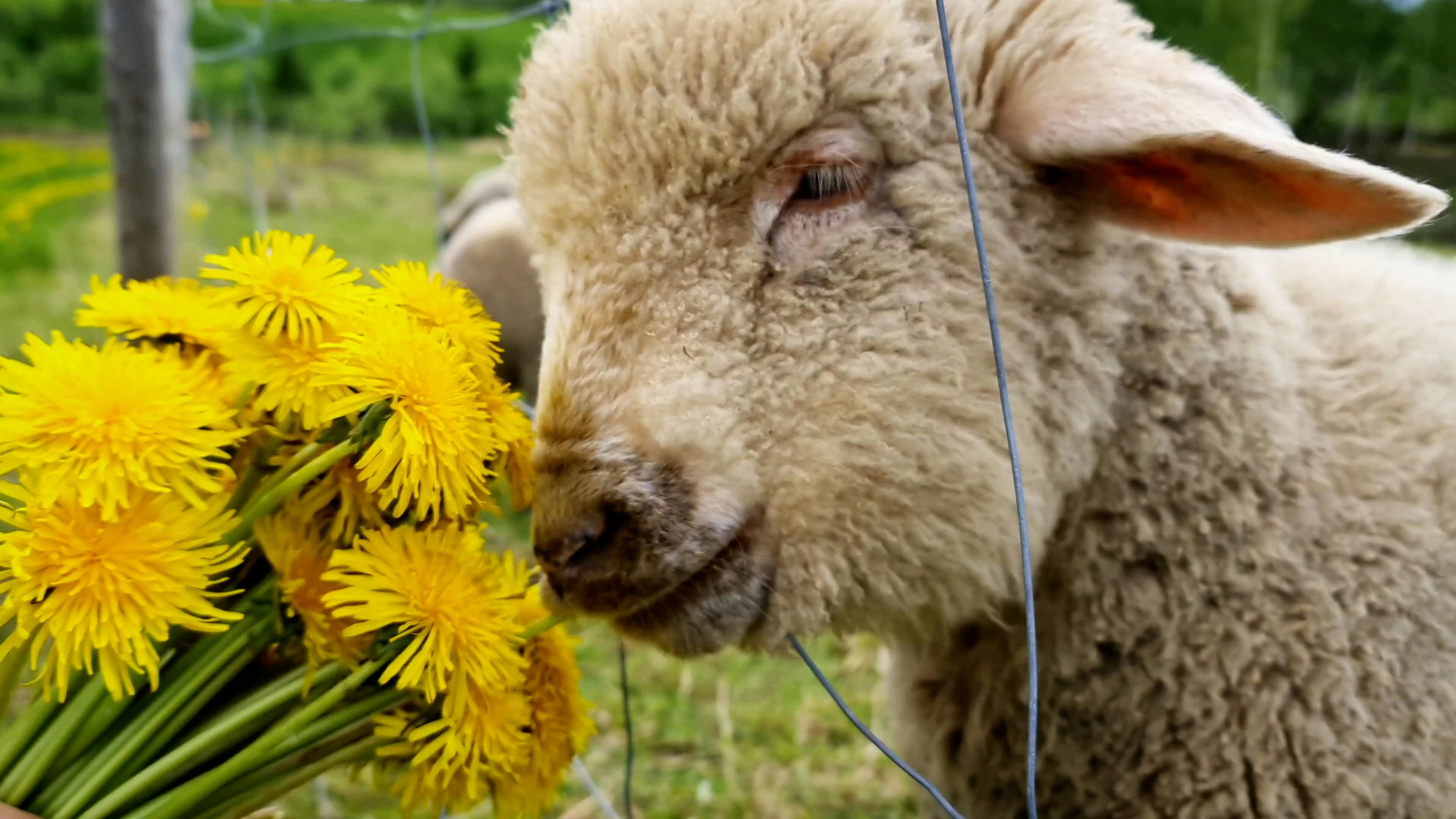 Close Up Sheep Videos, Download Free 4k Stock Video Footage & Close Up ...