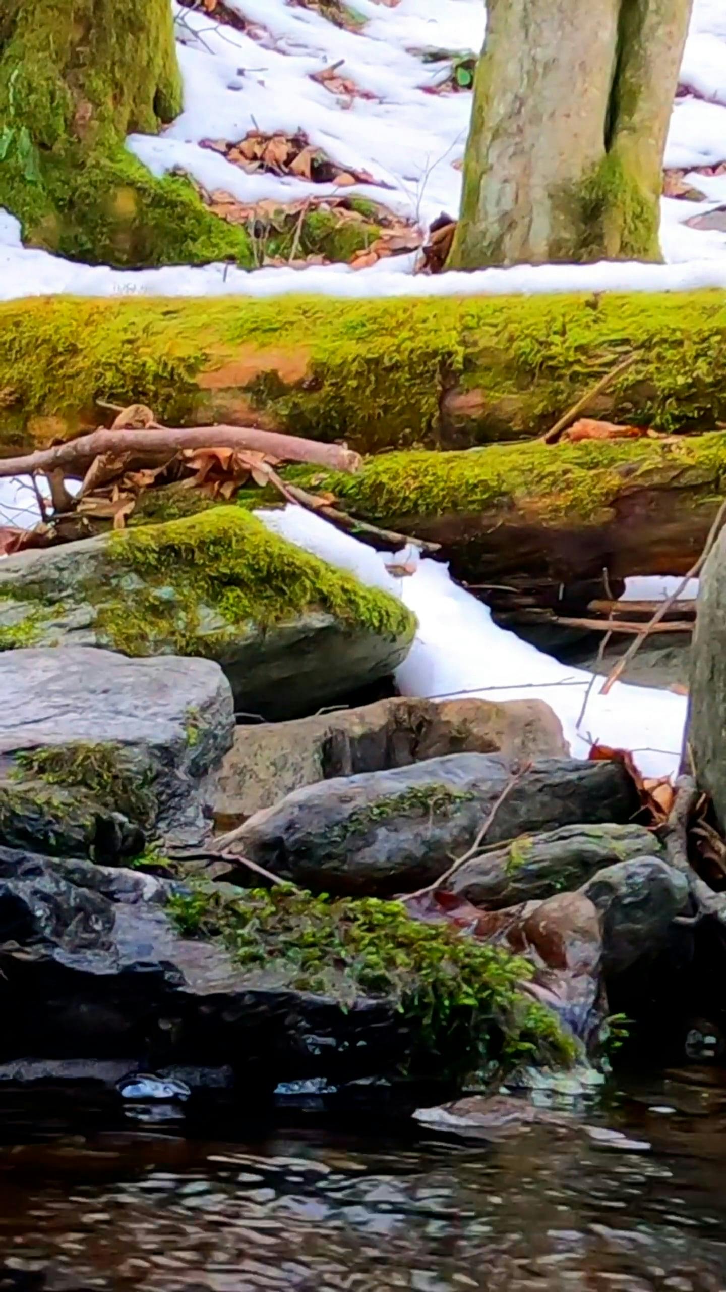 Early Spring Videos, Download The BEST Free 4k Stock Video Footage ...