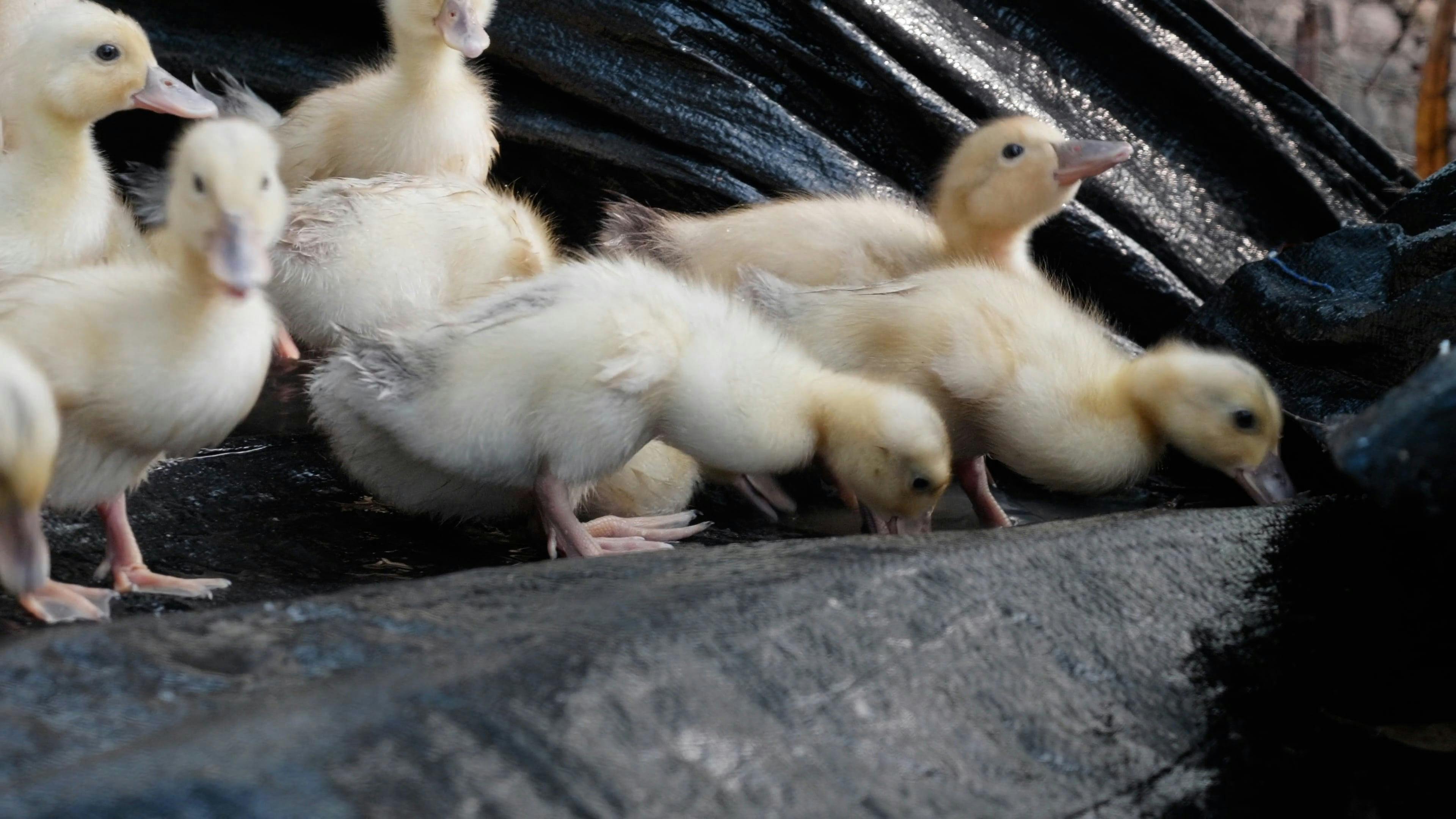 Close up on Ducklings Free Stock Video Footage, Royalty-Free 4K & HD ...