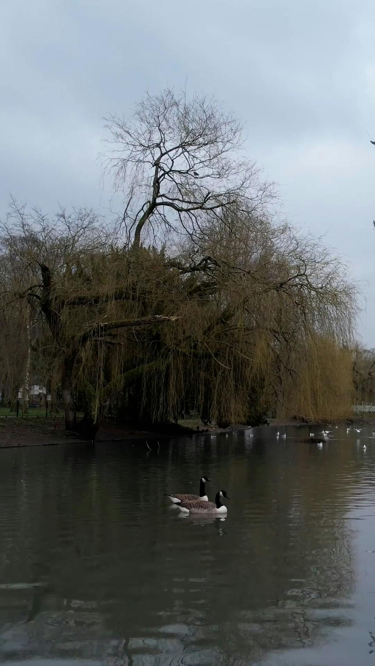 Jand Tree Videos Download Free 4k Stock Video Footage And Jand Tree Hd Video Clips