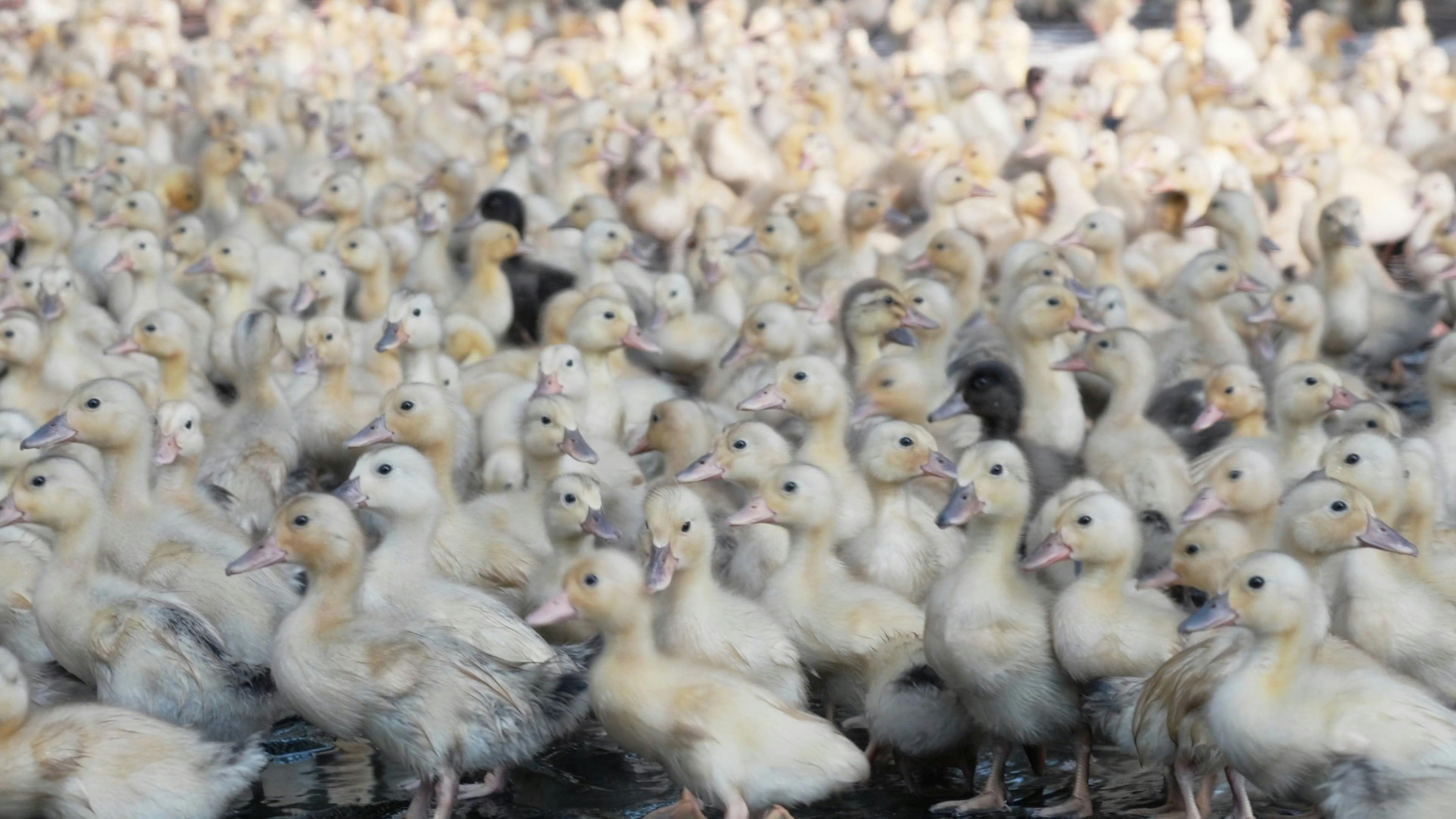 Ducklings in Water Free Stock Video Footage, Royalty-Free 4K & HD Video ...