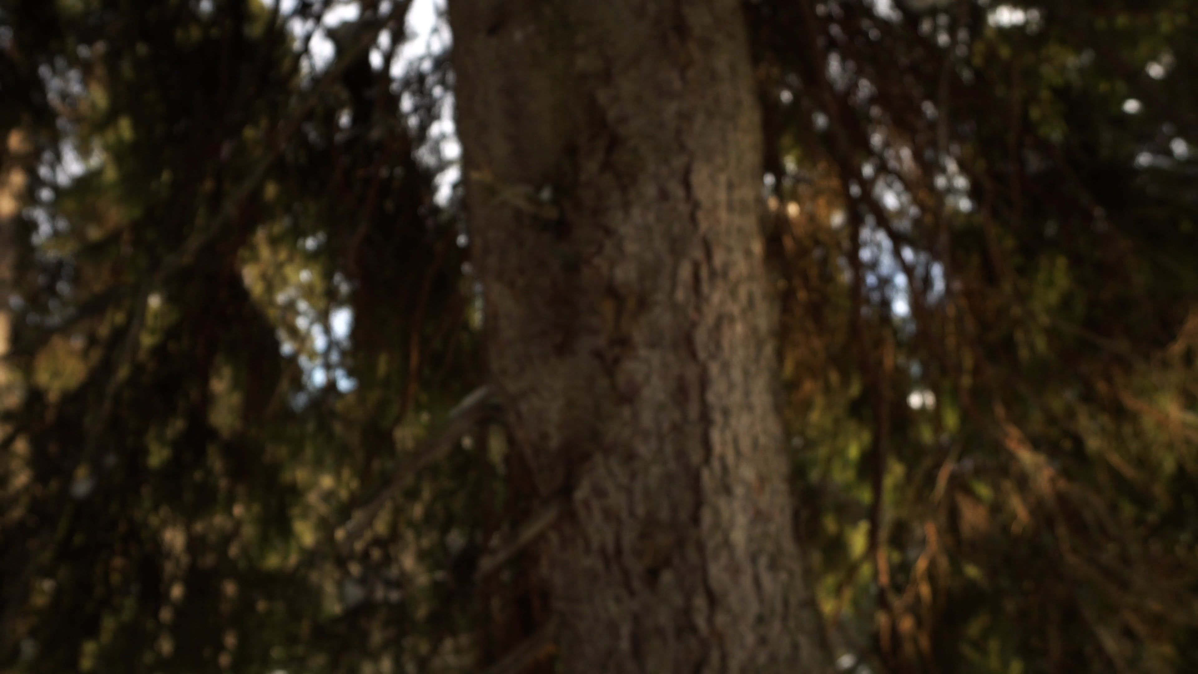 Moss And Crawling Plants Growing On The Tree Trunks In A Forest Free ...