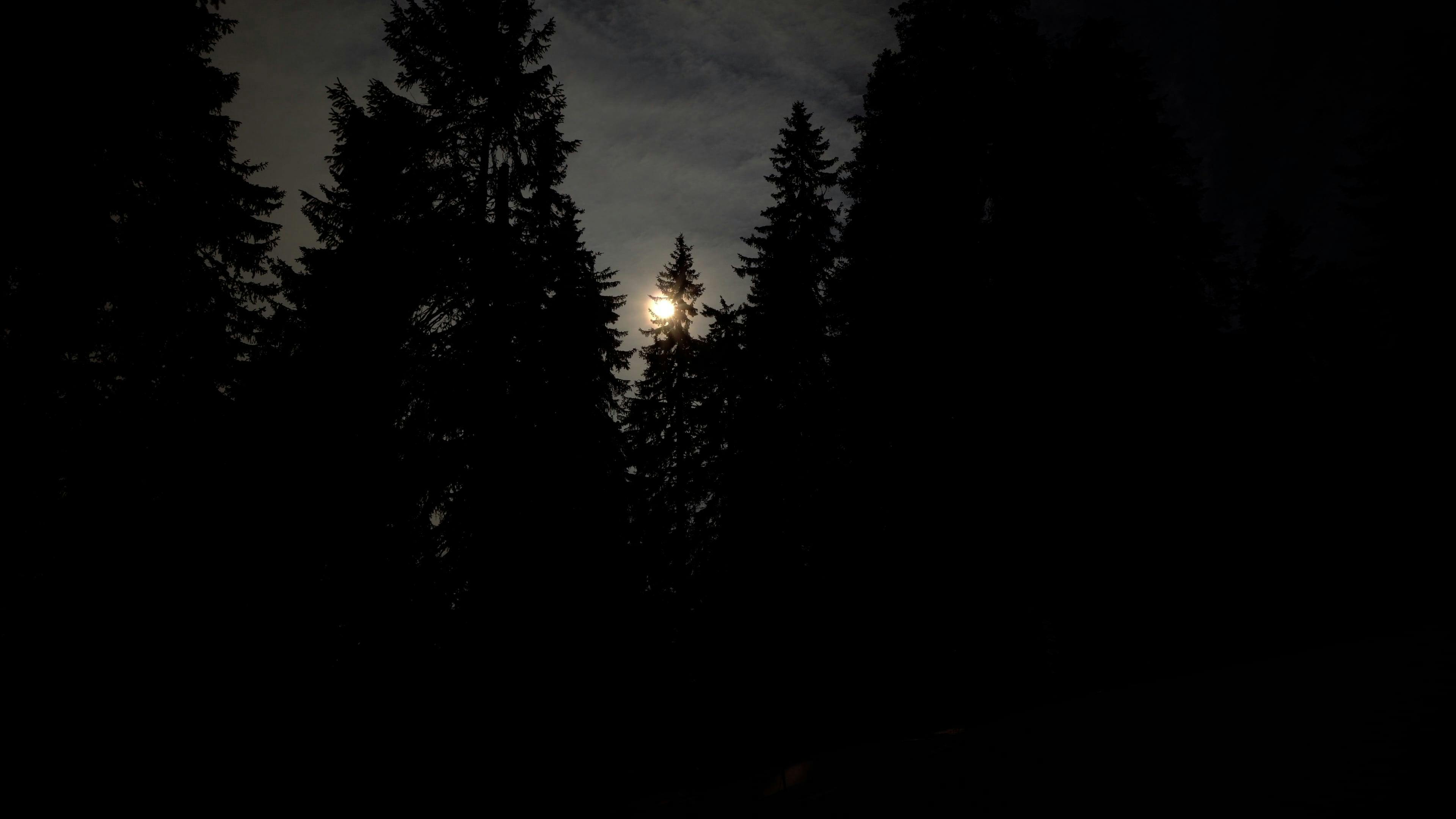 Forest At Night Videos, Download The BEST Free 4k Stock Video Footage ...