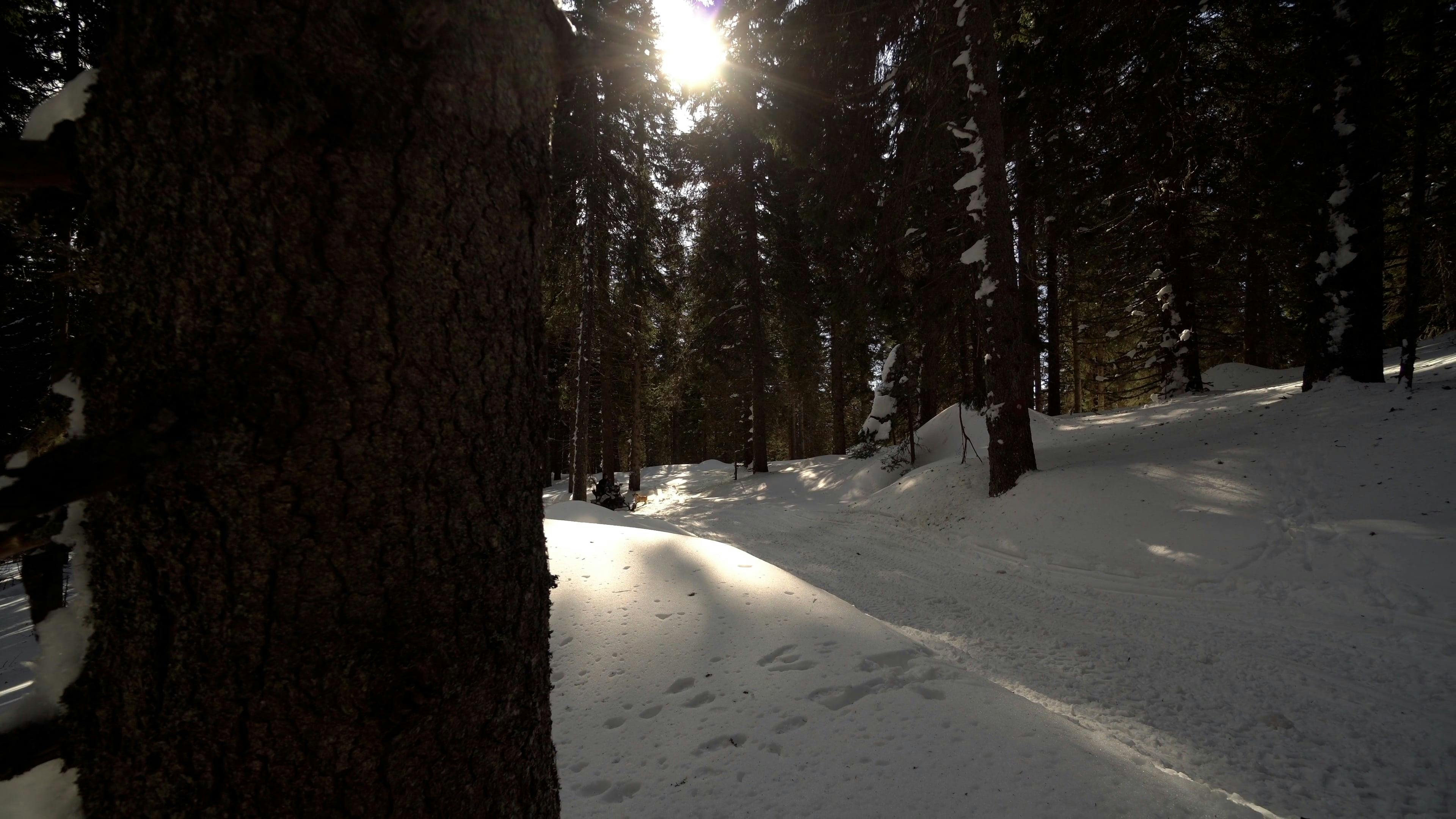 Dogs Shadow Chasing Videos, Download The BEST Free 4k Stock Video ...