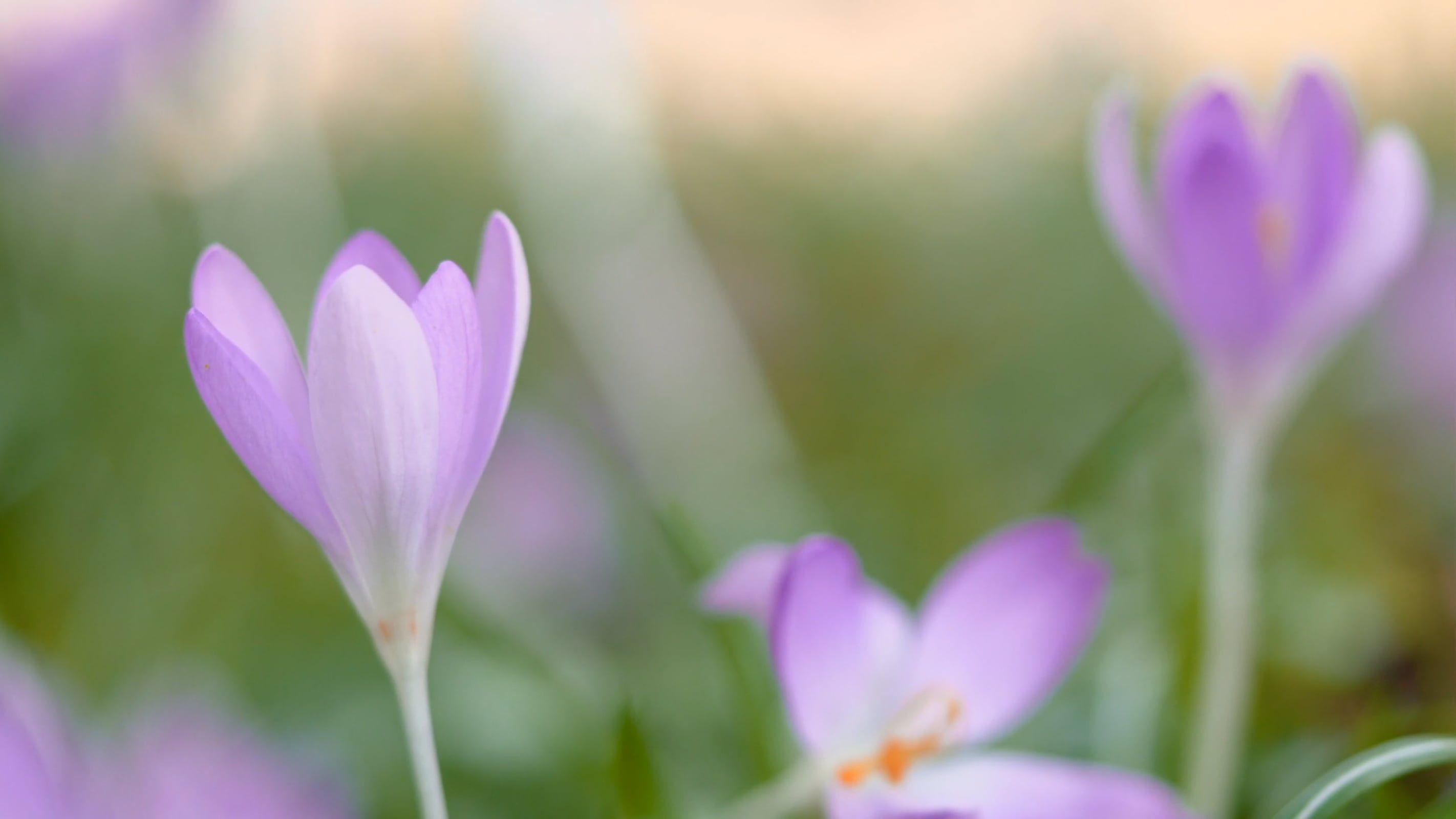 10,000+ Best Blooming Flowers Videos · 100% Free Download · Pexels ...