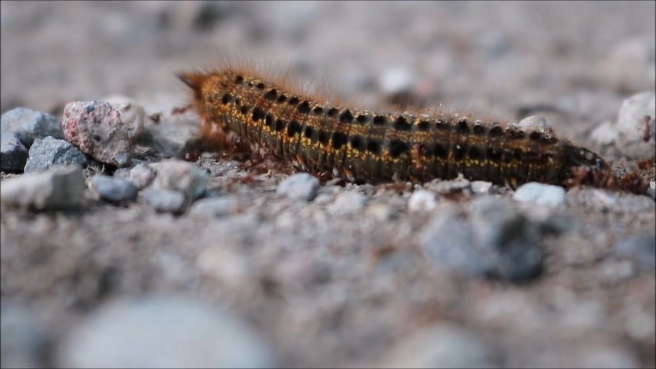 Dead Caterpillar With Ants All Over · Free Stock Video