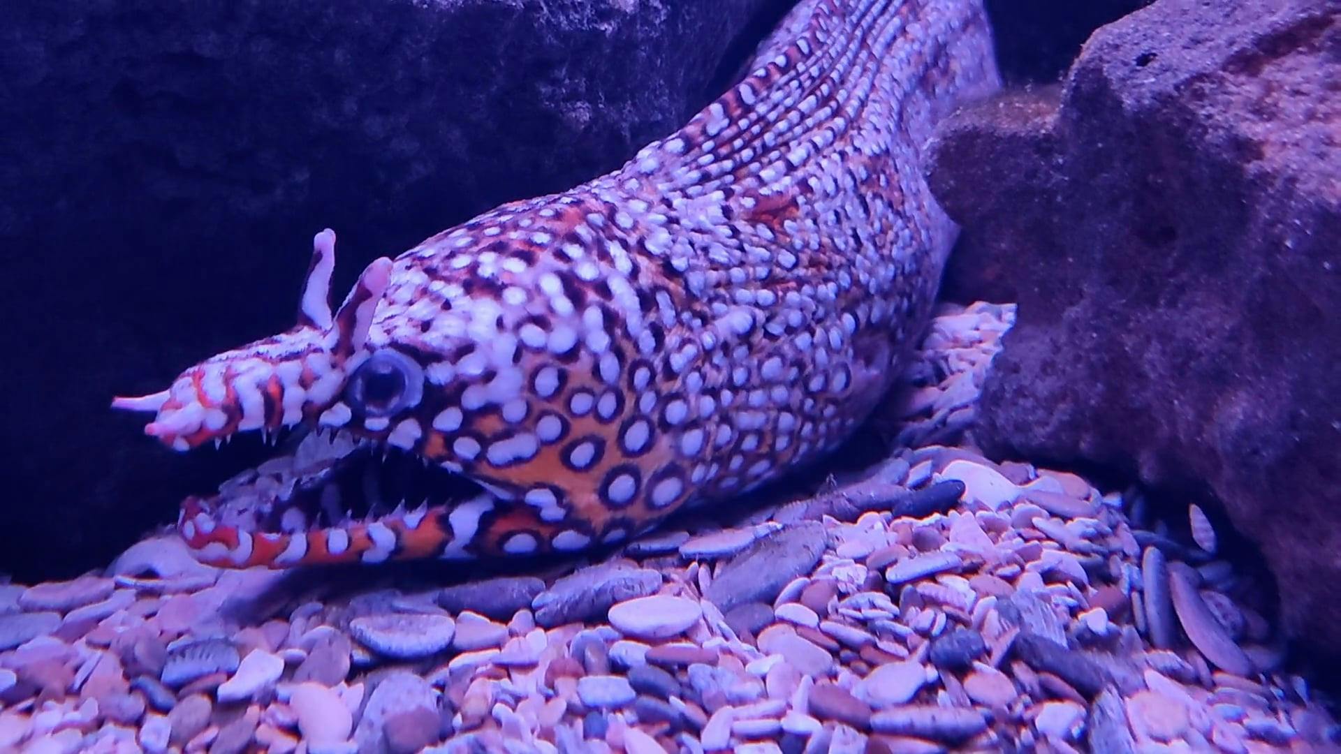 Giant Moray Lying on Sea Floor Free Stock Video Footage, Royalty-Free ...