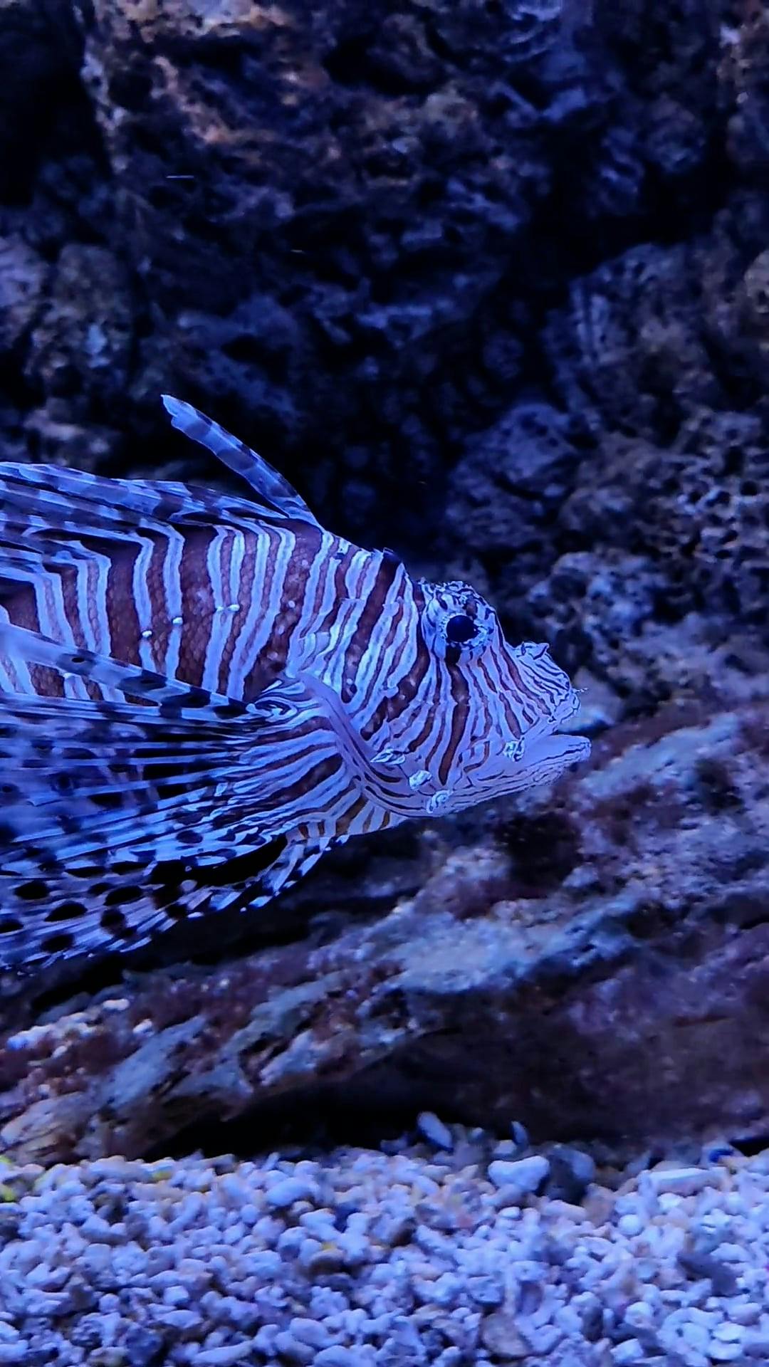 Fish Inside Aquarium · Free Stock Video