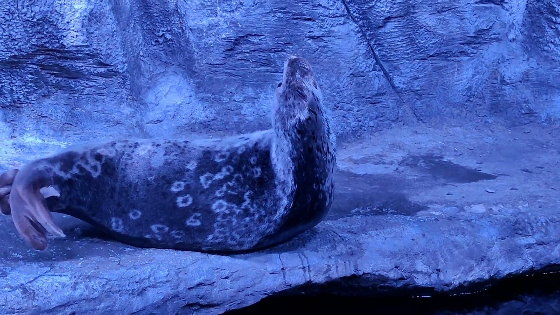 Seal On The Beach Free Stock Video Footage, Royalty-Free 4K & HD Video Clip