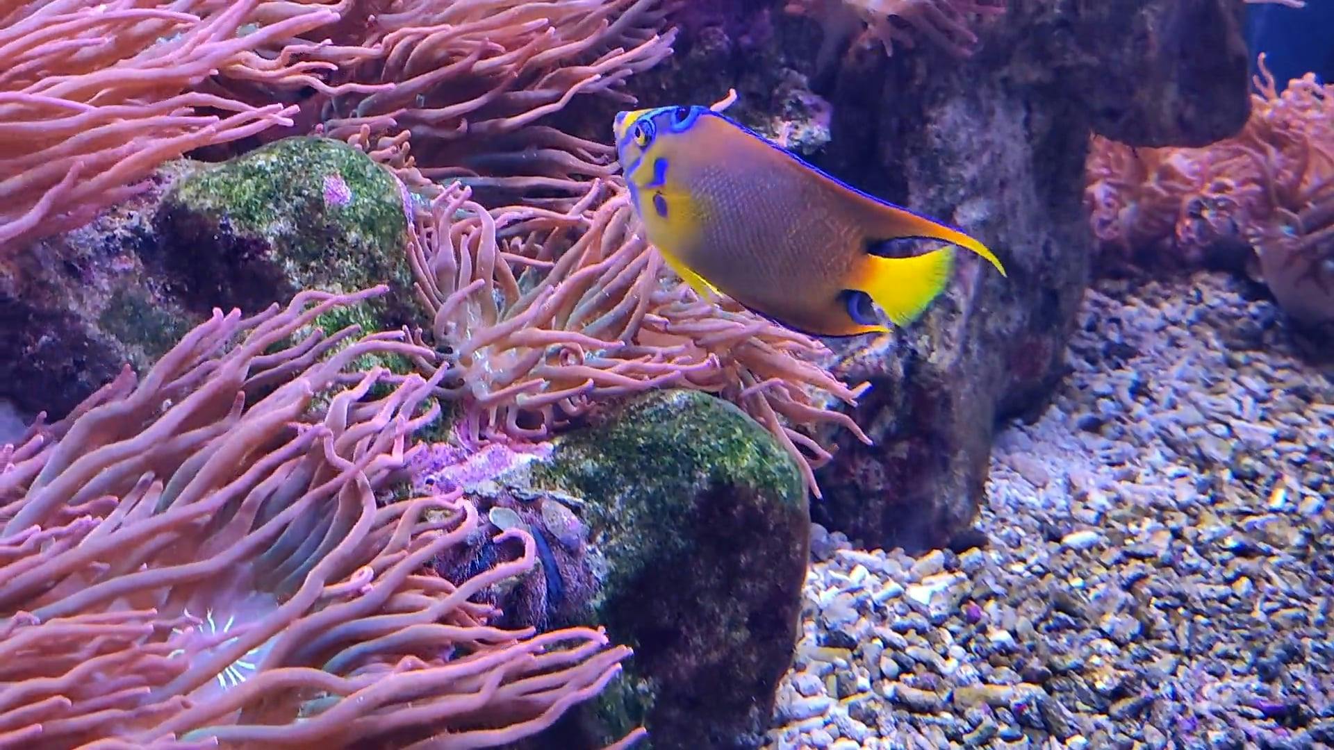 Fish Swimming in Aquarium · Free Stock Video