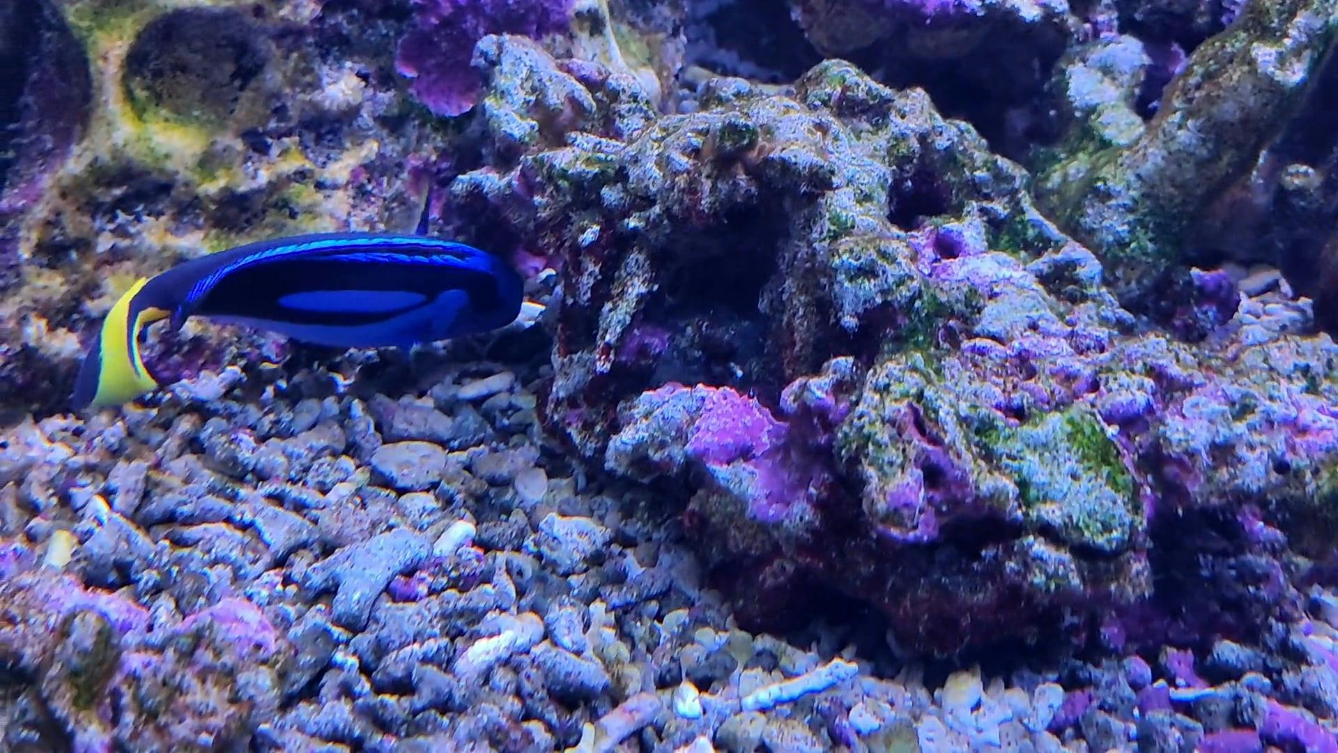 Fish Inside Aquarium Free Stock Video Footage, Royalty-Free 4K & HD ...