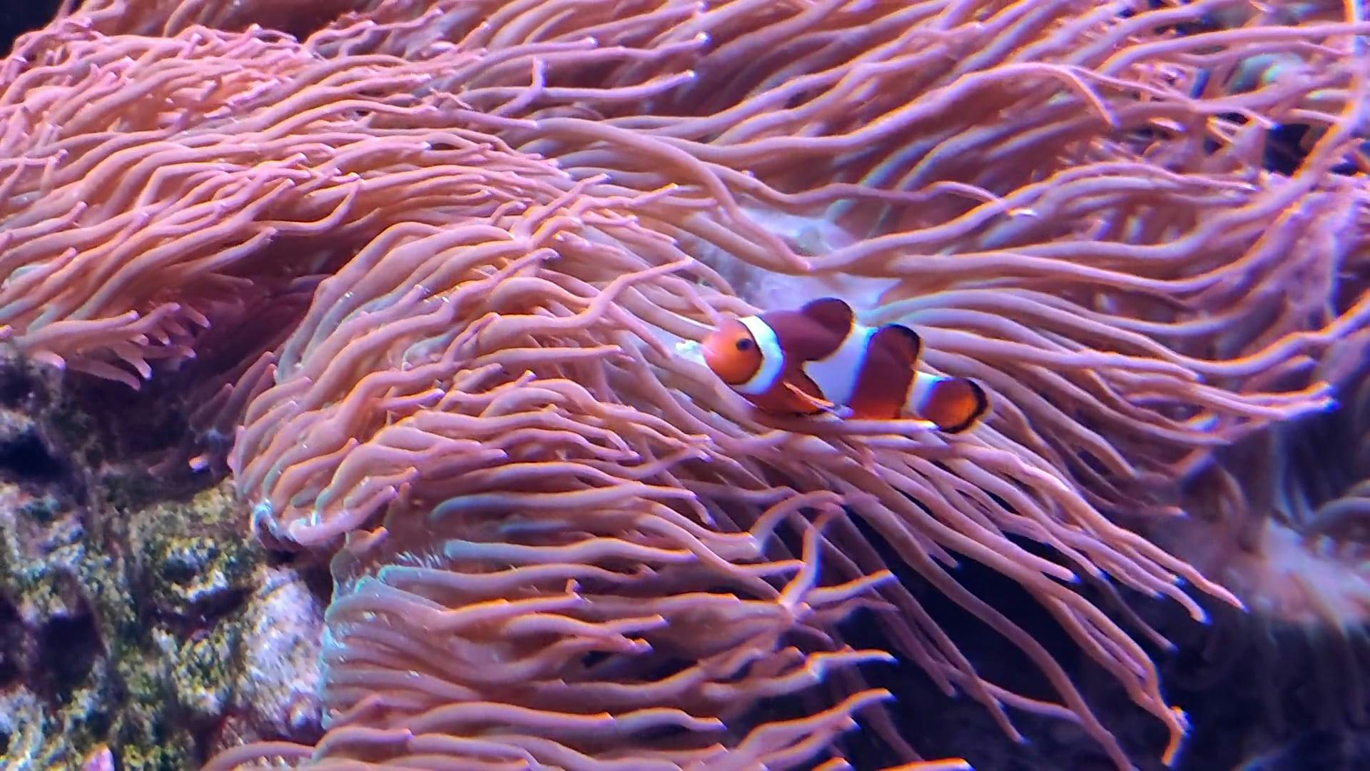 Fish Inside Aquarium Free Stock Video Footage, Royalty-Free 4K & HD ...