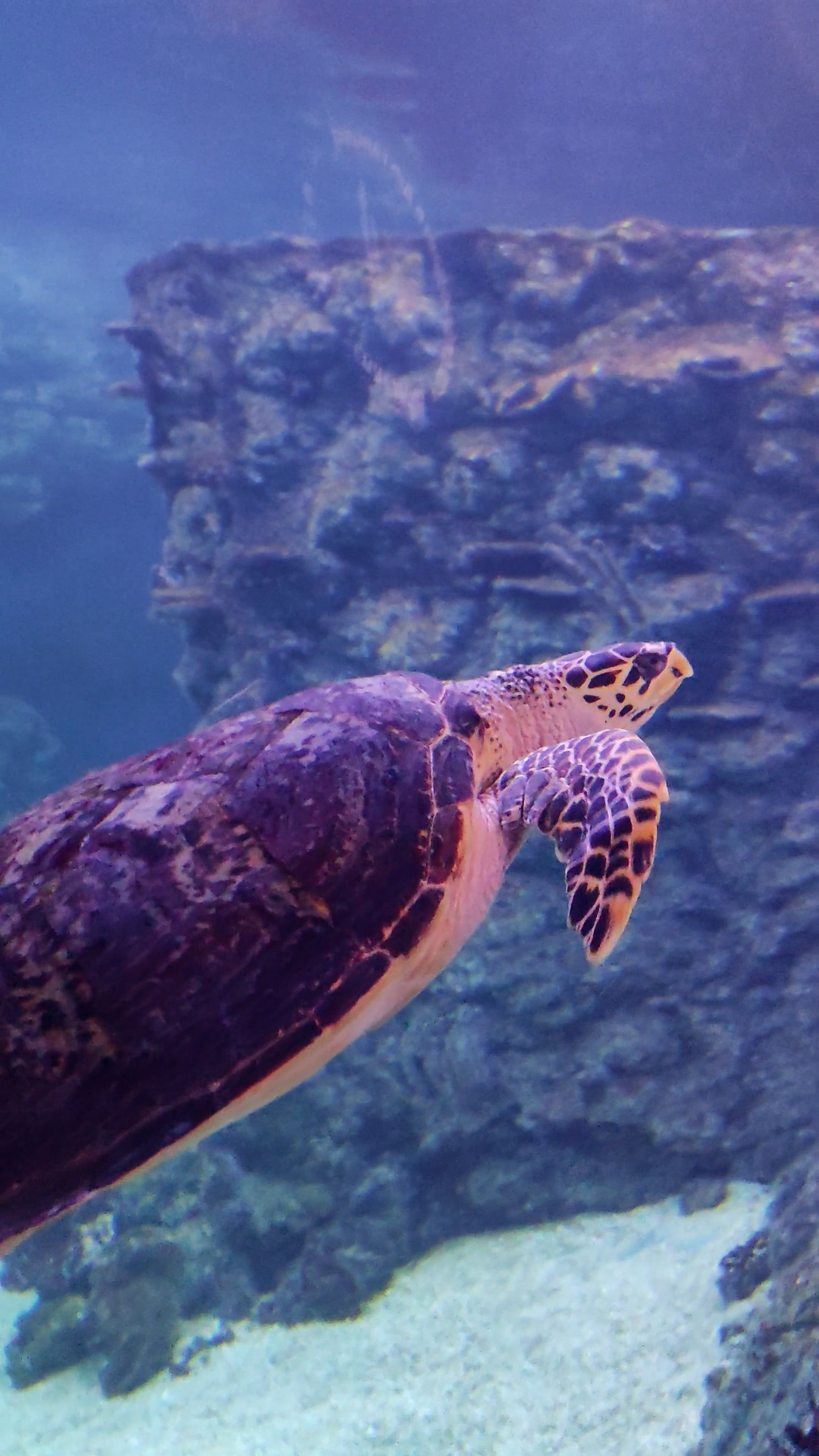 Close up on Tortoise under Water · Free Stock Video