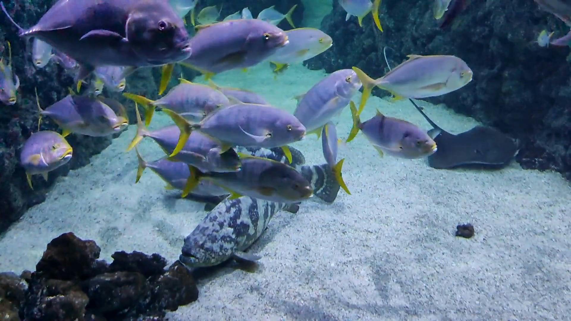 Fishes Swimming Underwater In An Aquarium Free Stock Video Footage ...