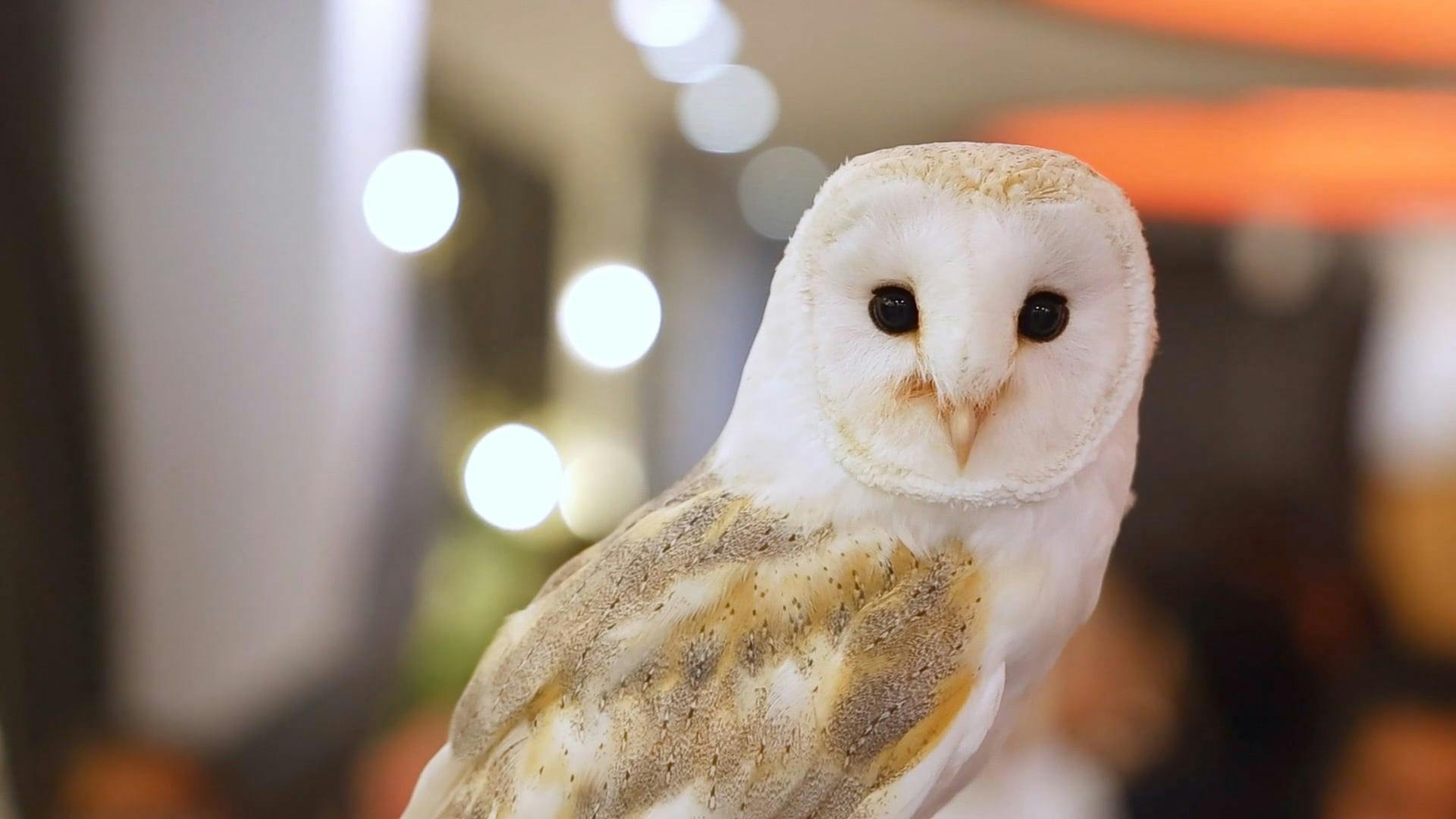 Owl Looking at Camera Free Stock Video Footage, Royalty-Free 4K & HD ...