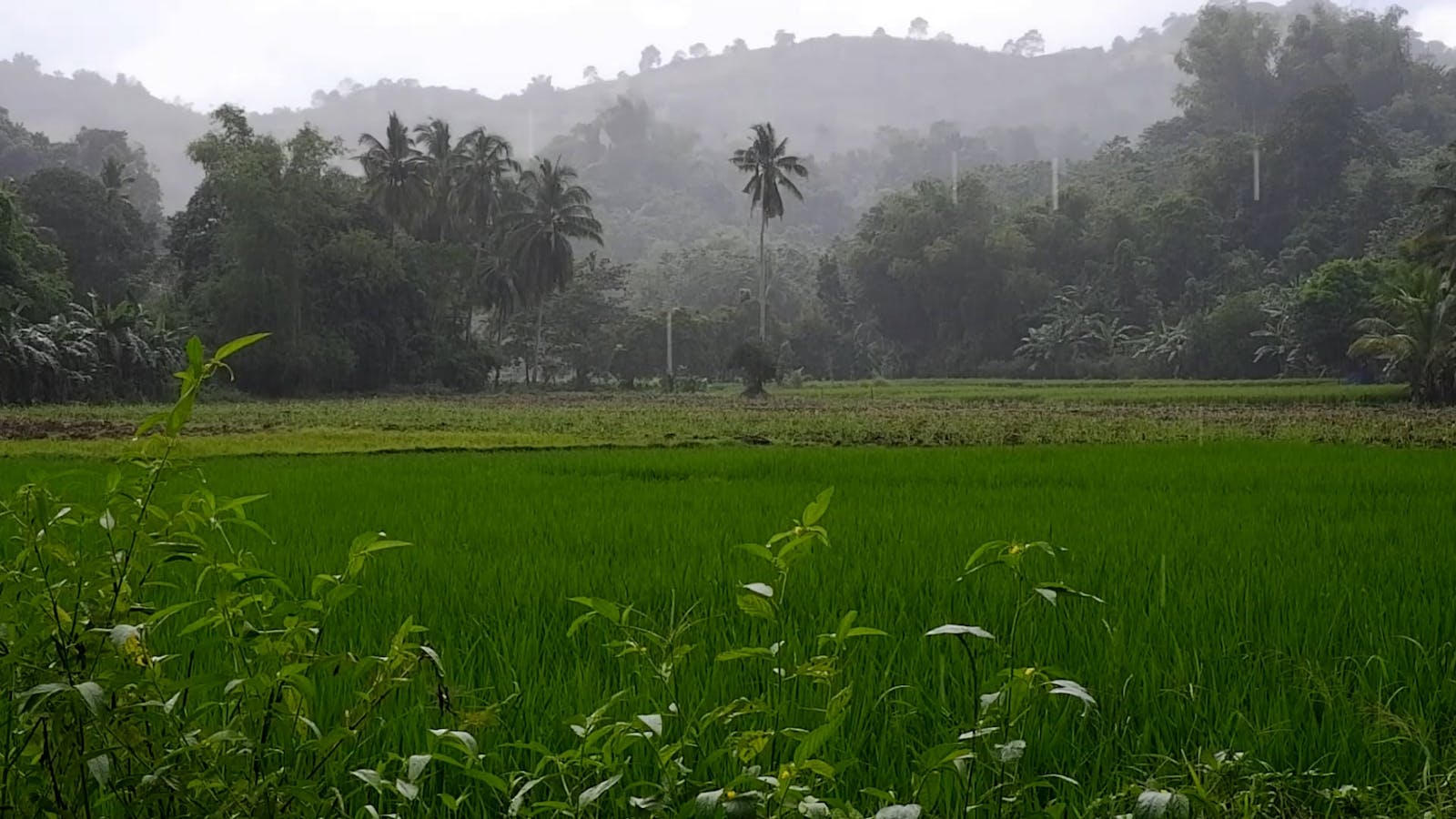 Rain Farm Videos, Download The BEST Free 4k Stock Video Footage & Rain ...