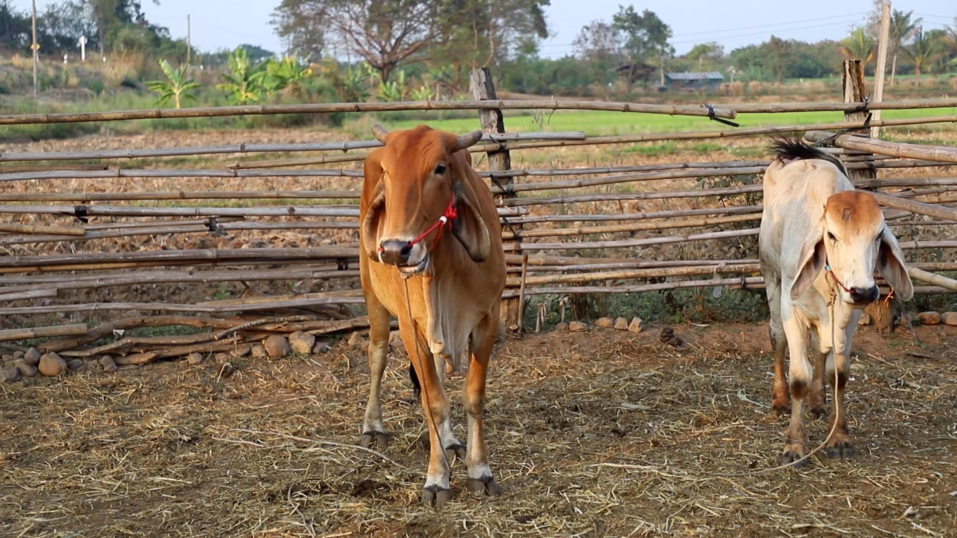 Livestock Animals on Farm · Free Stock Video