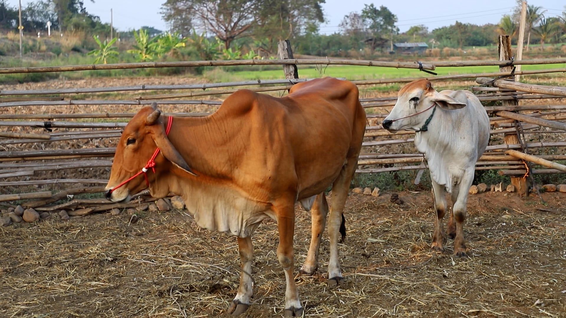Livestock Animals on Farm Free Stock Video Footage, Royalty-Free 4K ...