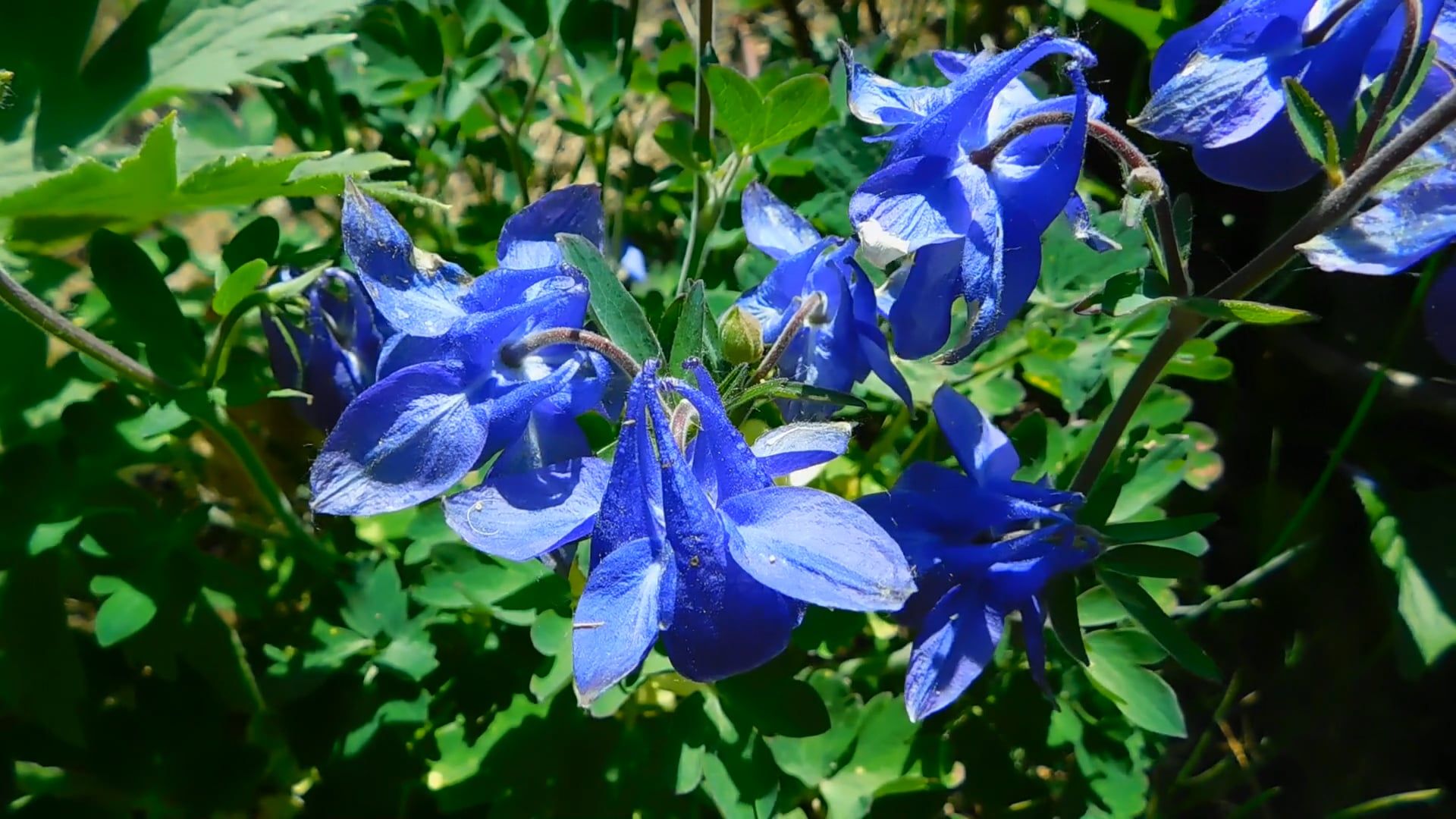 Bunga Columbine Videos, Download The BEST Free 4k Stock Video Footage ...