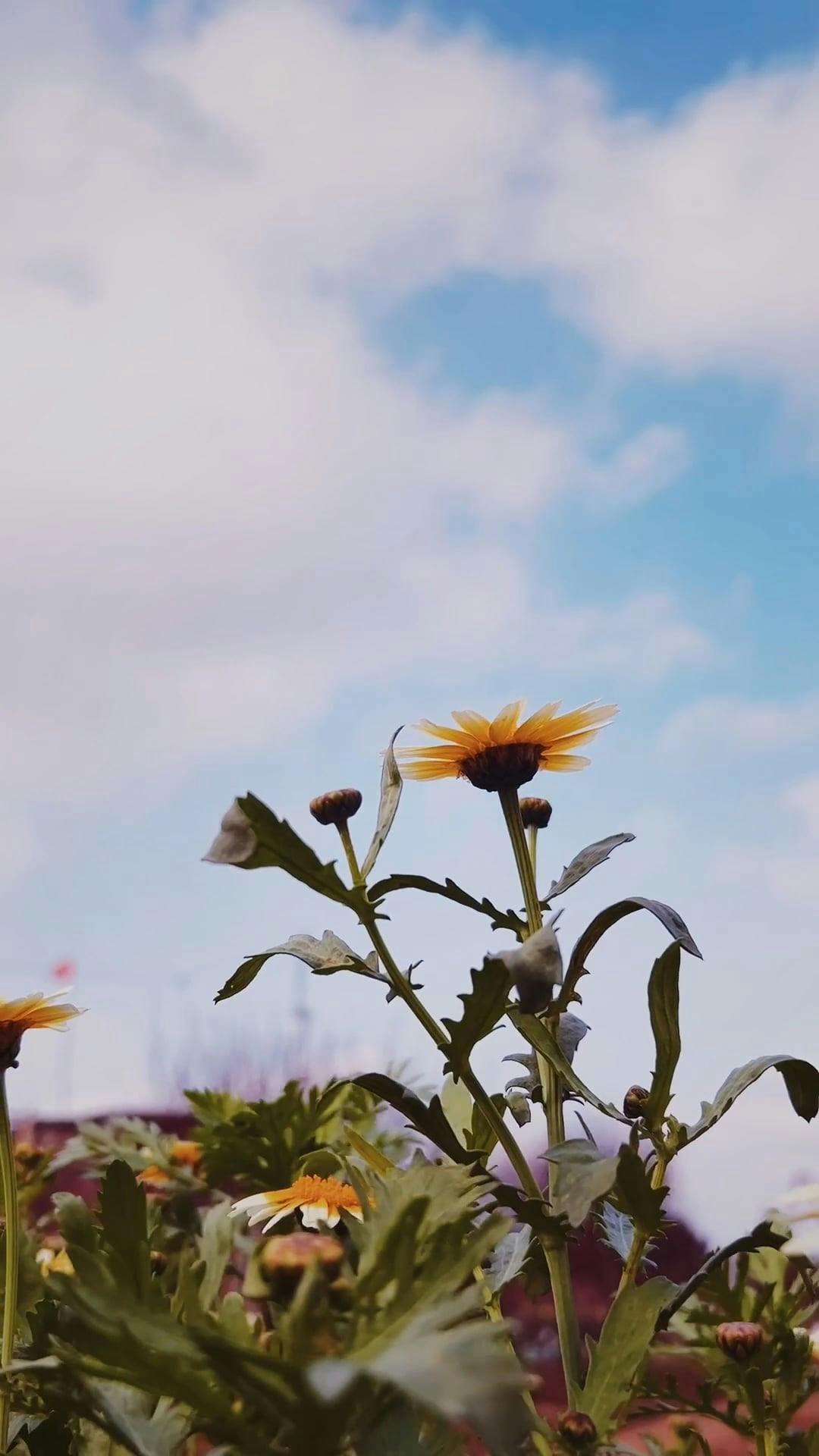 Close up on Flowers Waving on Wind Free Stock Video Footage, Royalty ...
