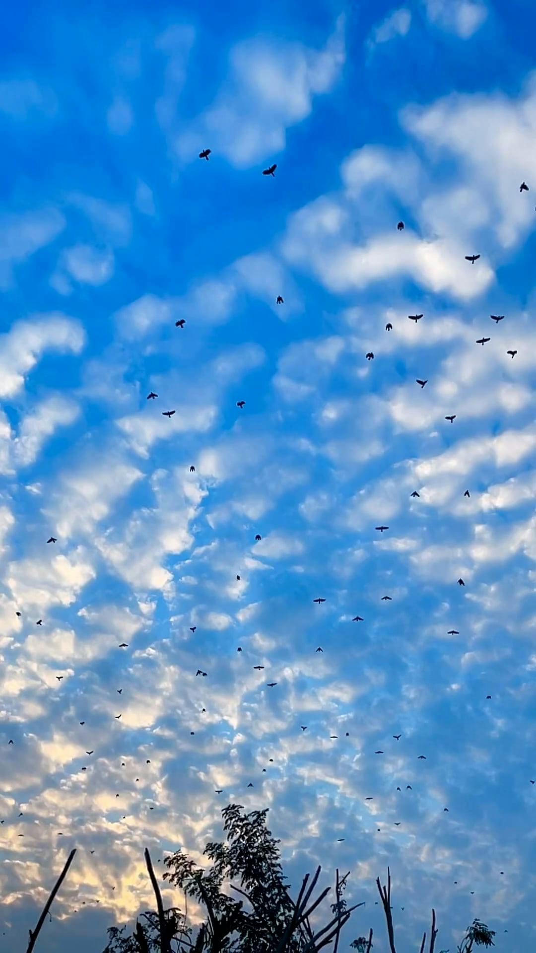 Flock of Birds Flying Under Blue Sky · Free Stock Video