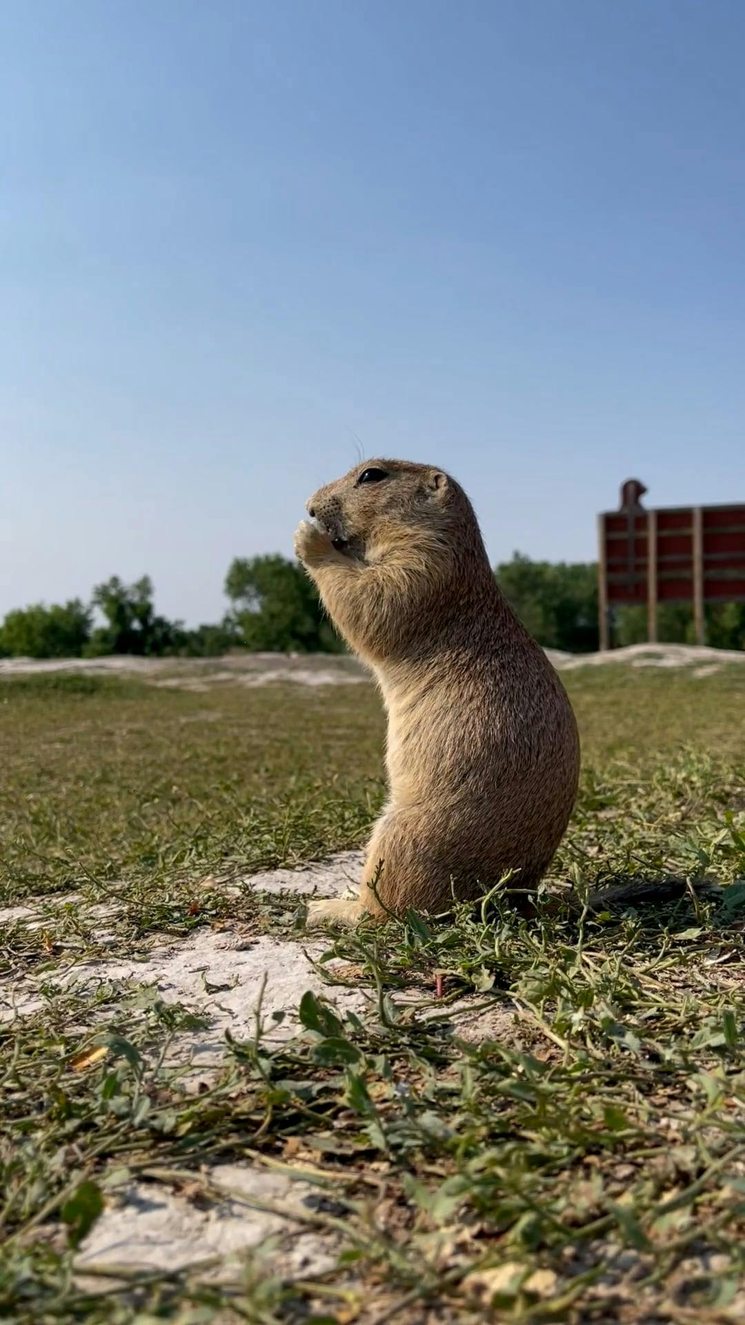 Close up on Prairie Dog Feeding Free Stock Video Footage, Royalty-Free ...