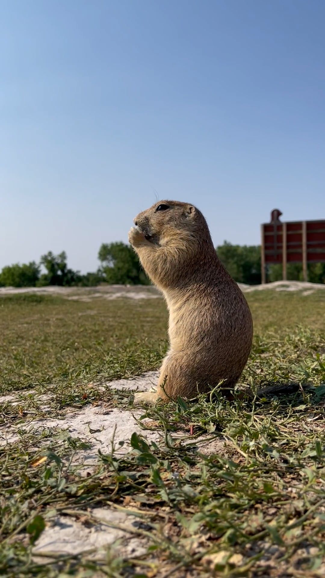 Prairie Dog Videos, Download The BEST Free 4k Stock Video Footage ...