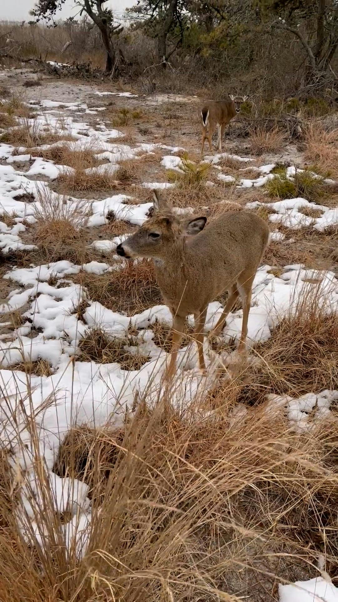 Deer in Winter Free Stock Video Footage, Royalty-Free 4K & HD Video Clip