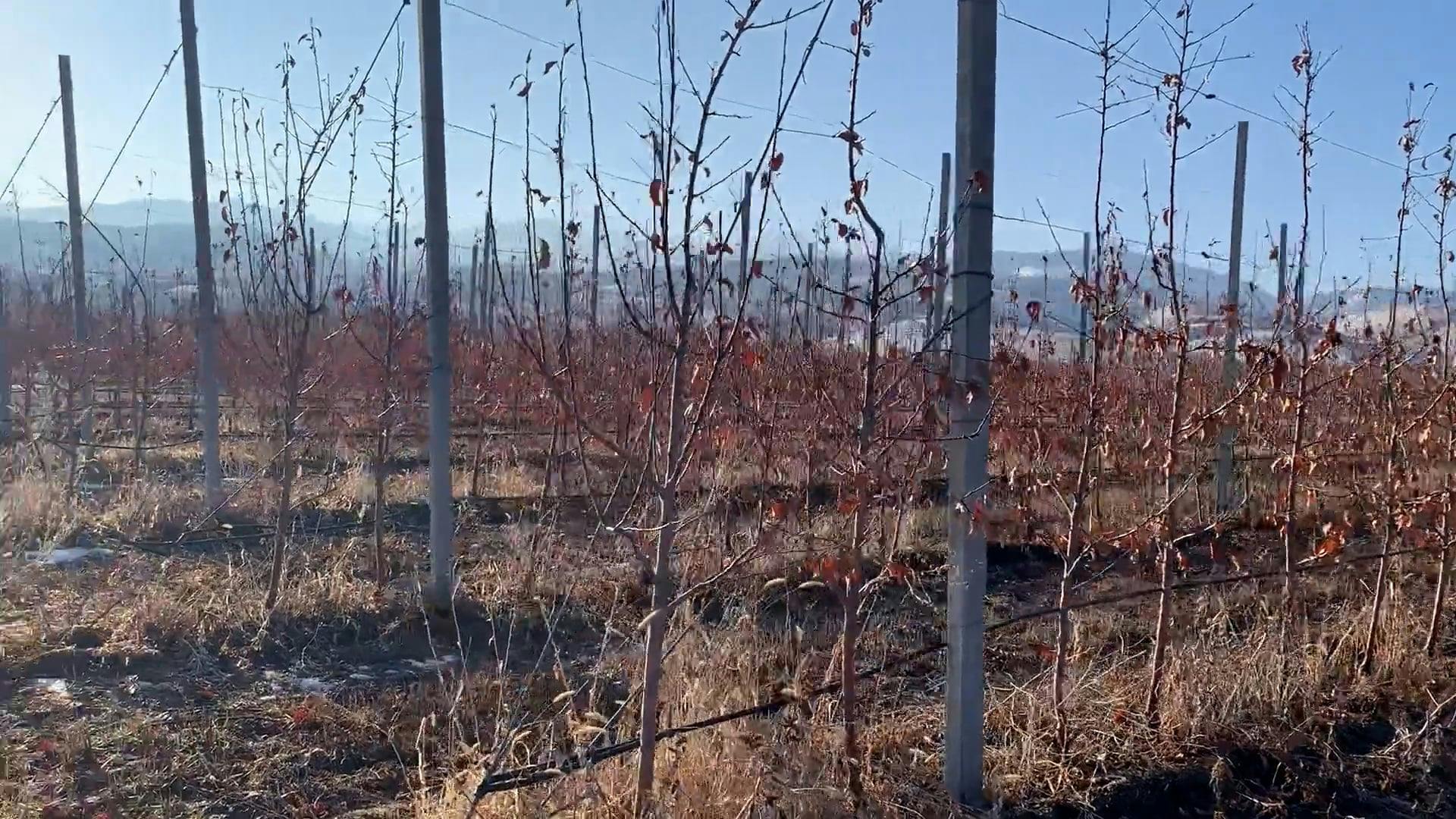Apple orchard/Almaty 7 Photos & Videos Collected by Grigoriy Bunkov