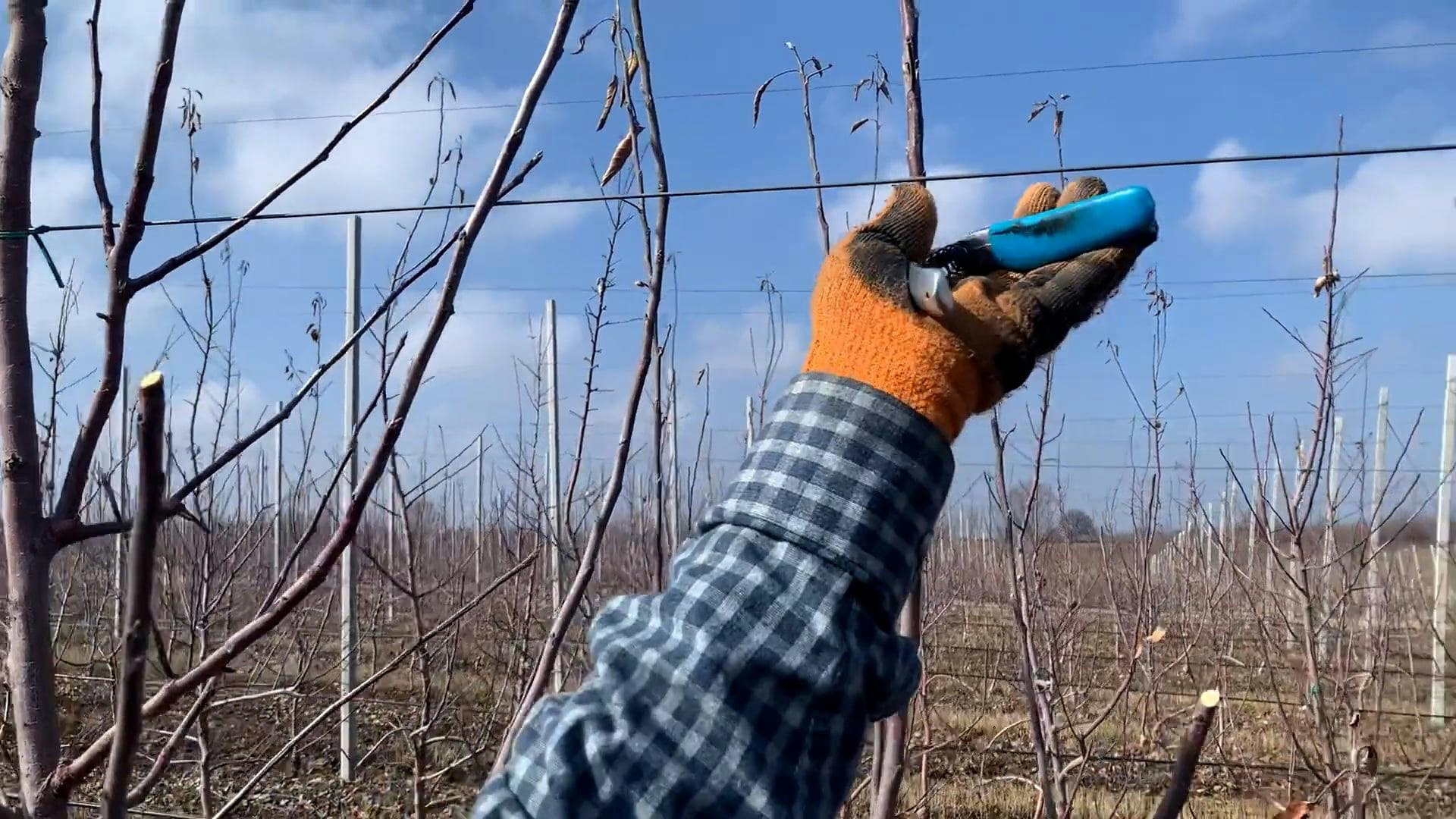 Apple orchard/Almaty 7 Photos & Videos Collected by Grigoriy Bunkov