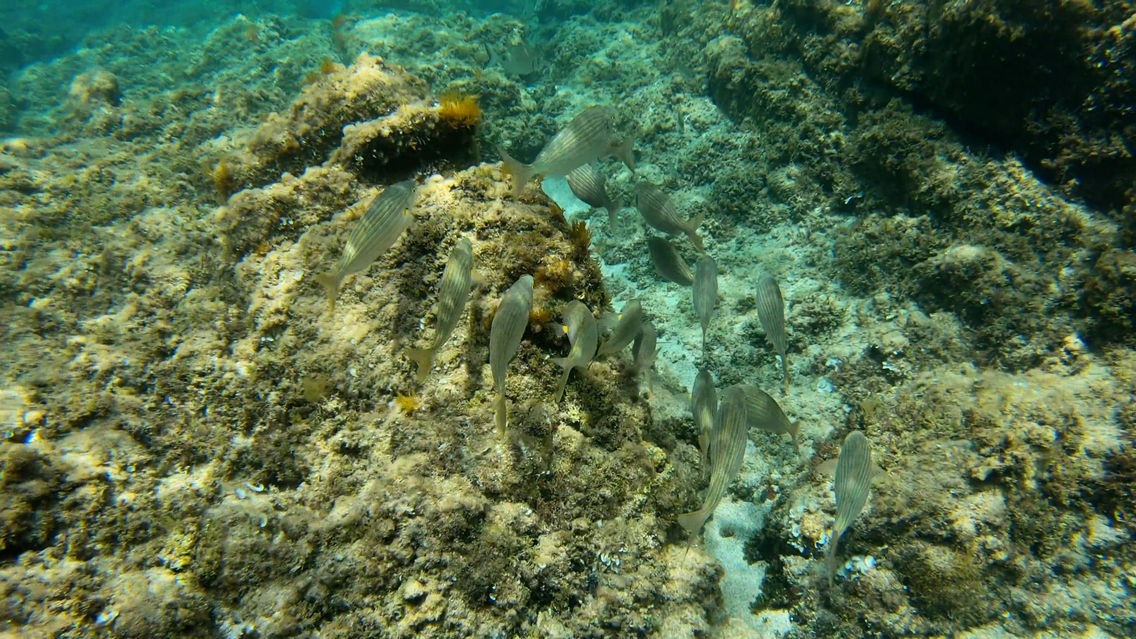 Underwater Photography Of Different Marine Life Free Stock Video ...