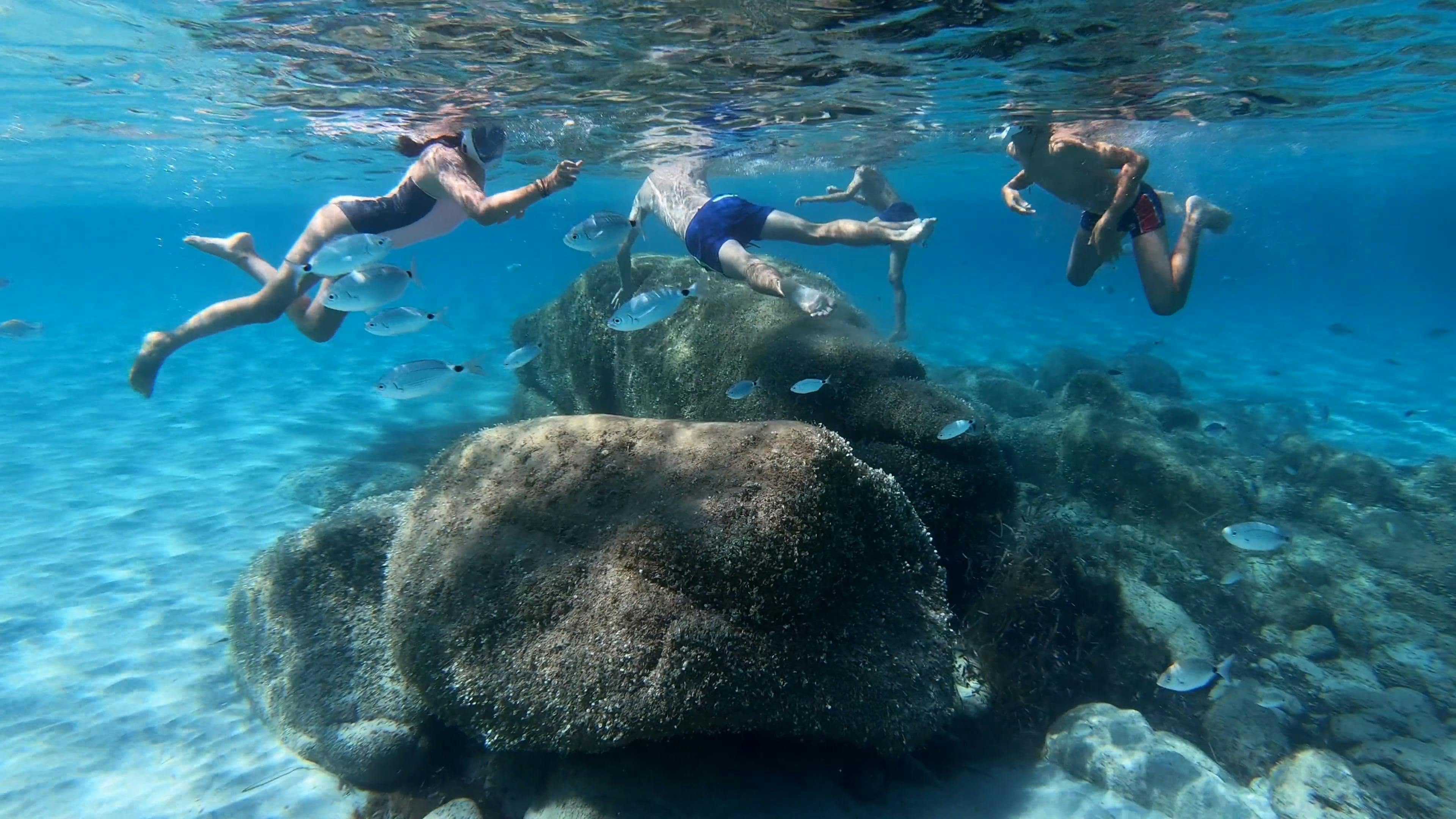 People Swimming with Fish · Free Stock Video