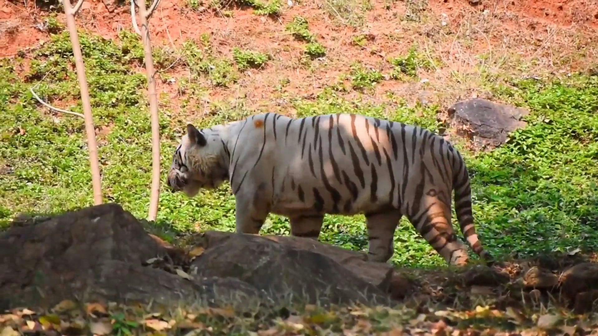 White Tiger Walking among Trees · Free Stock Video