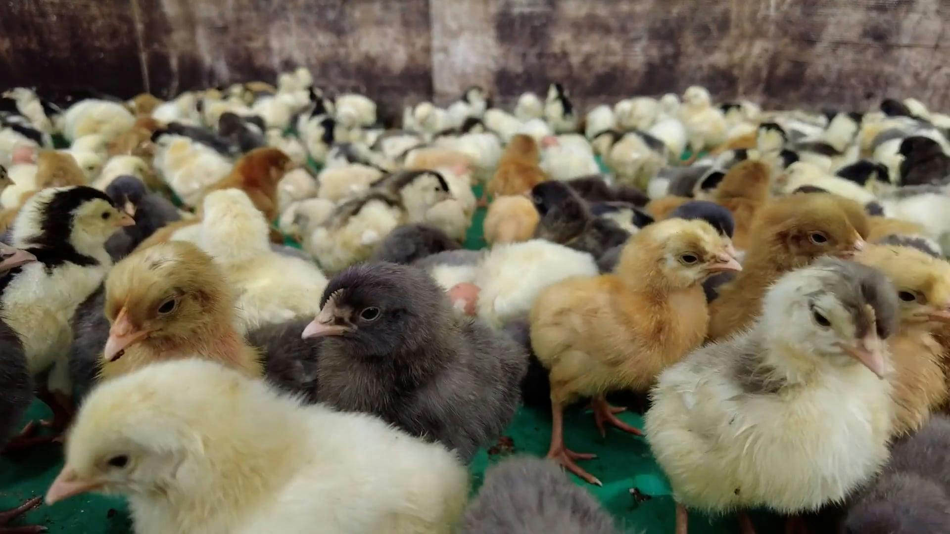 Chicks in Chicken Coop Free Stock Video Footage, Royalty-Free 4K & HD ...