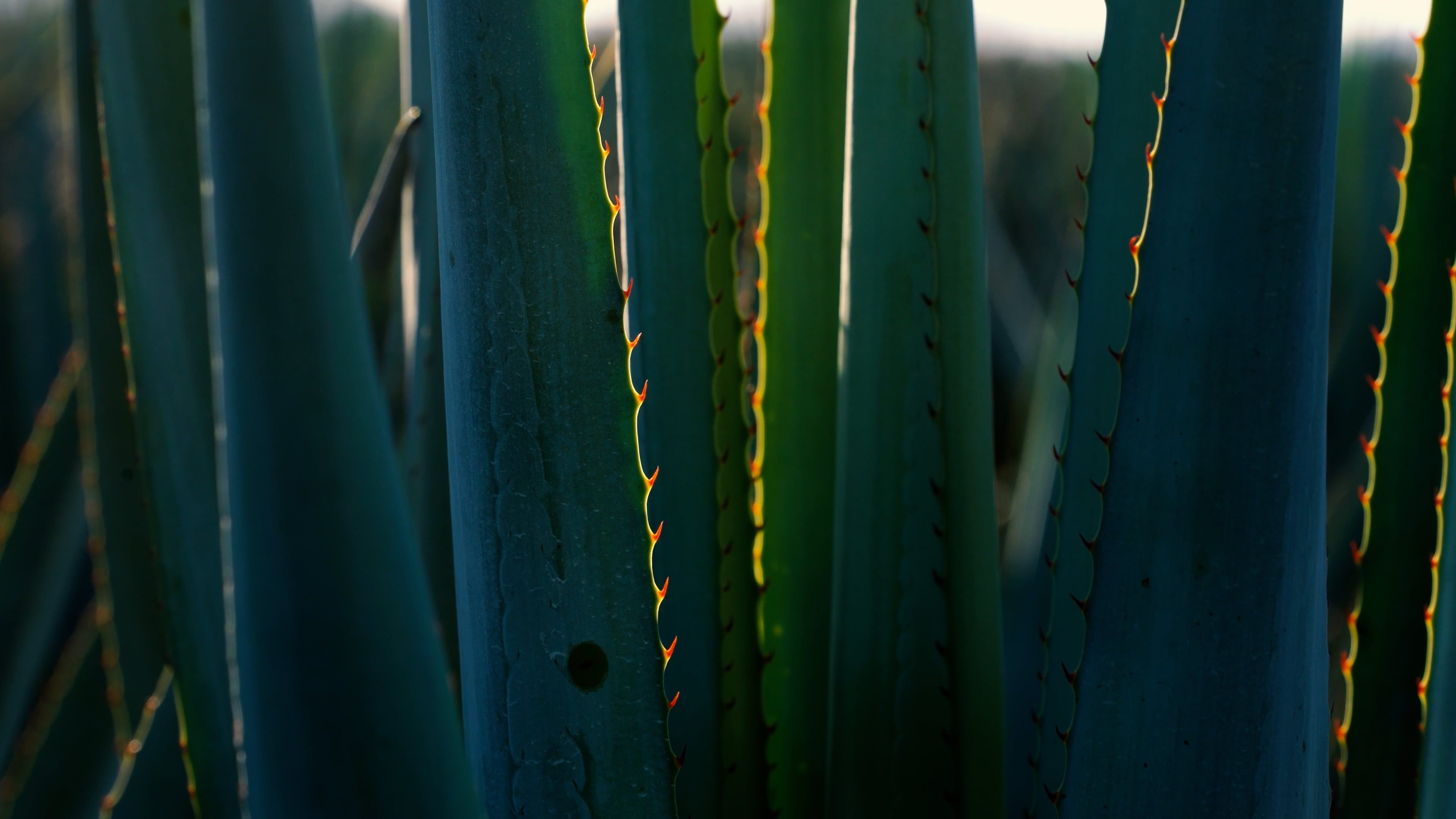 Vídeos de stock gratuitos sobre afilado, agave, agrícola, agricultura ...