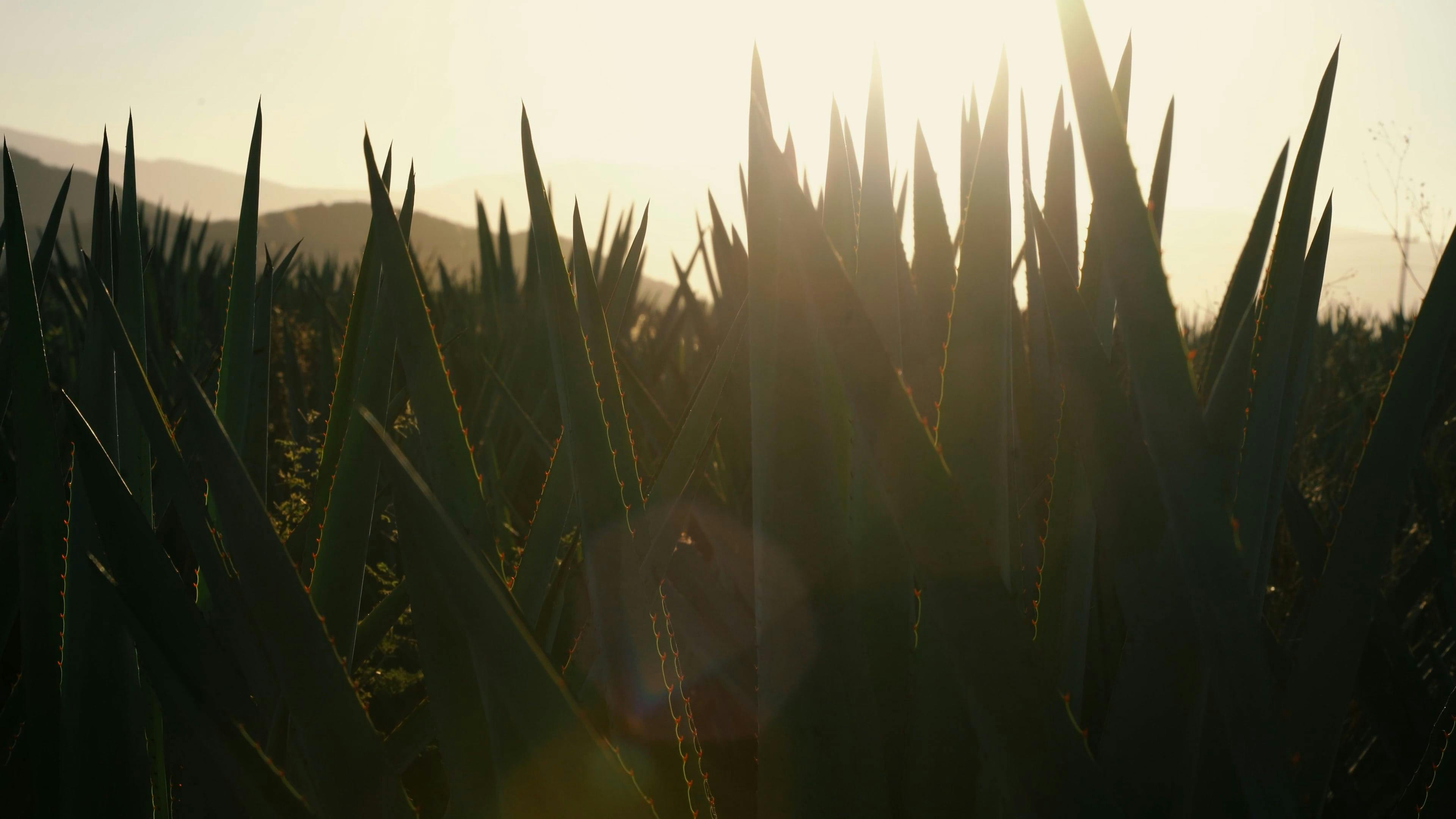 Agaves on Field Free Stock Video Footage, Royalty-Free 4K & HD Video Clip
