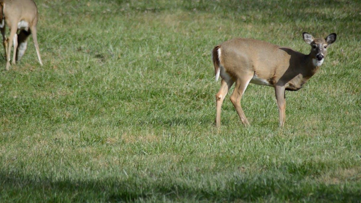 Whitetail Deer Videos, Download The BEST Free 4k Stock Video Footage ...