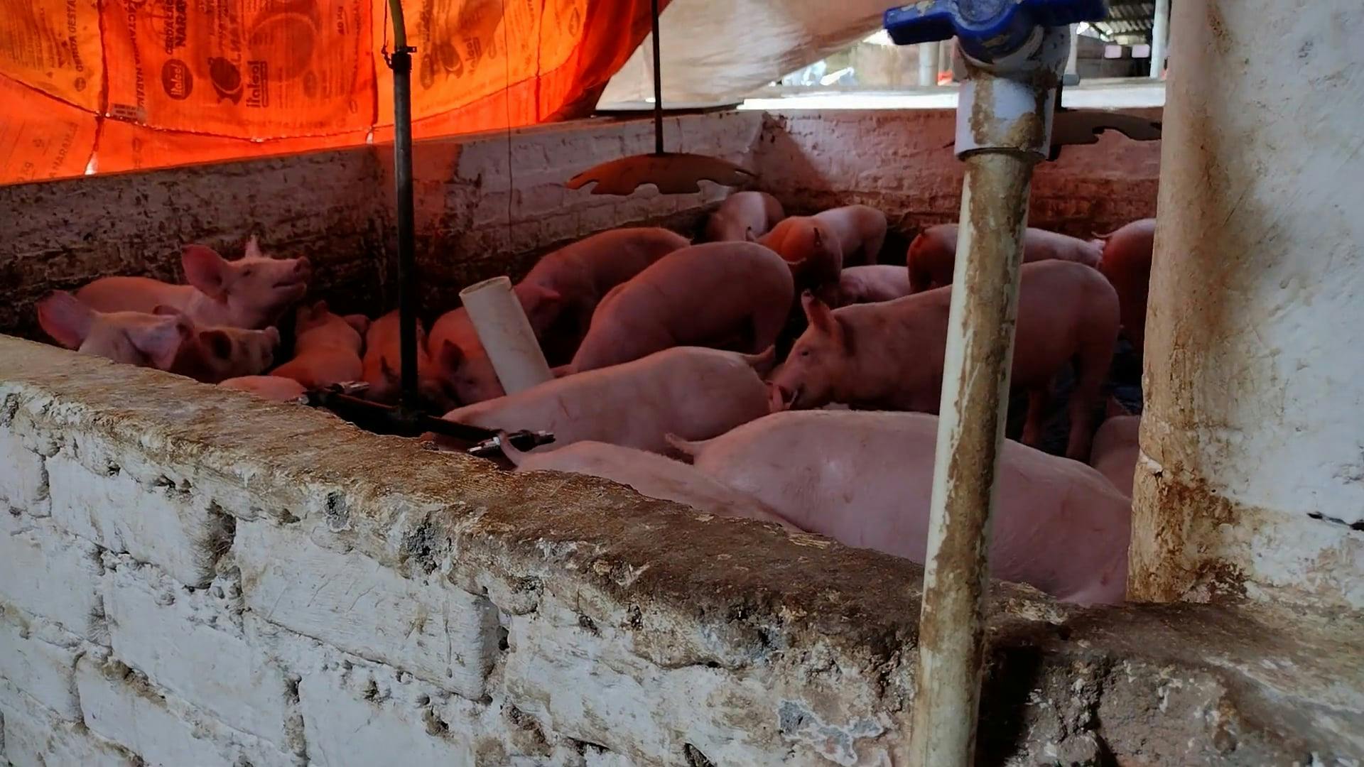 Pig Prod Videos, Download The BEST Free 4k Stock Video Footage & Pig ...