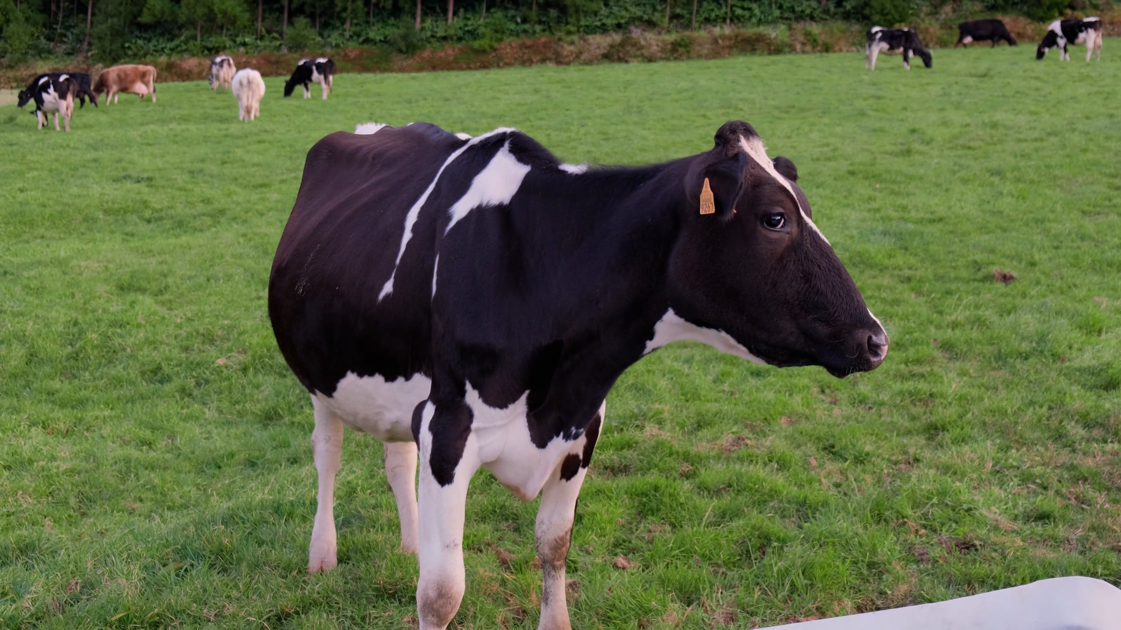 Cows Licking Each Other Affectionately Free Stock Video Footage ...