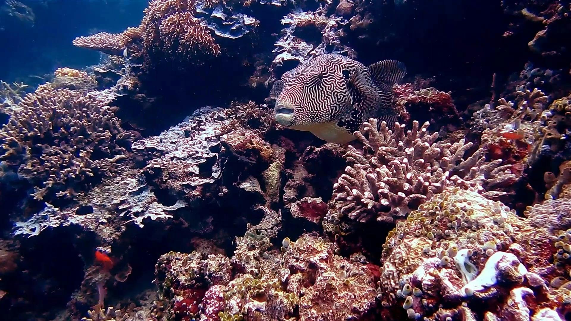 Video Of Fishes Underwater Free Stock Video Footage, Royalty-Free 4K ...