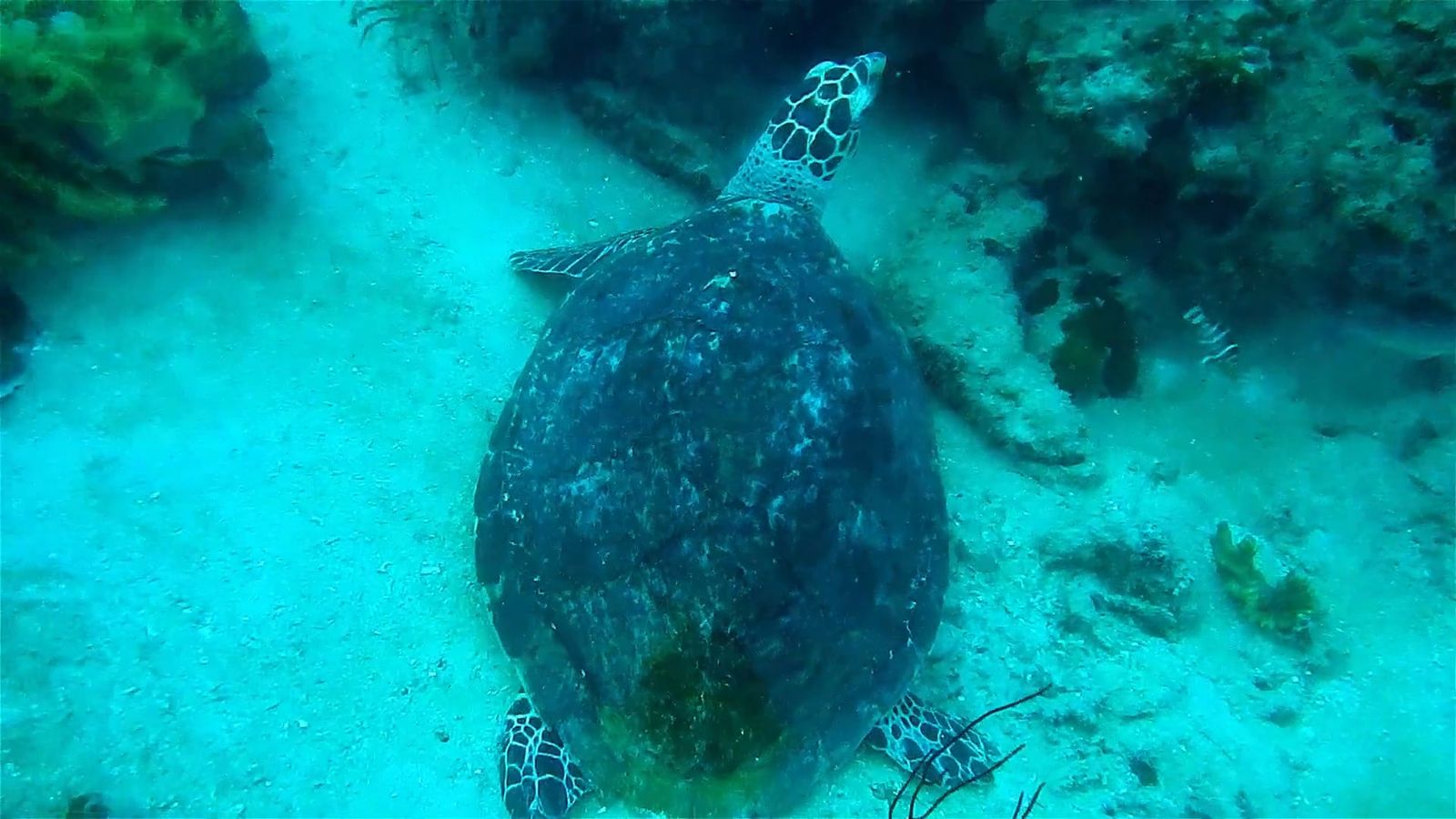 Turtle Videos, Download The BEST Free 4k Stock Video Footage & Turtle ...