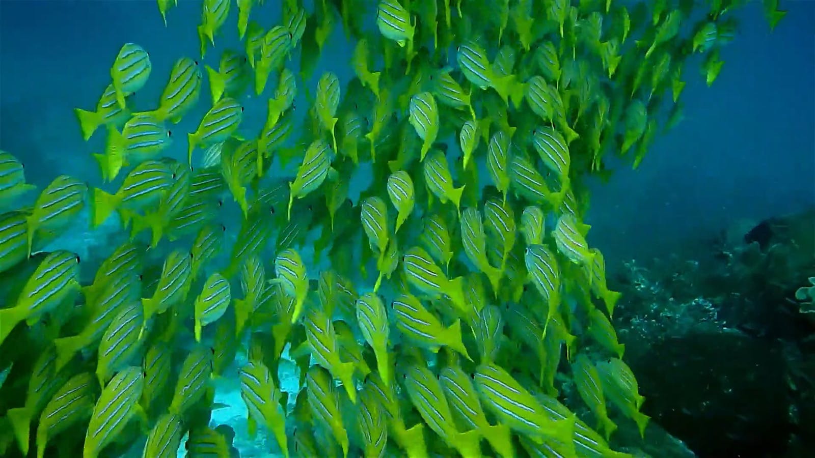 Fish Videos, Download The BEST Free 4k Stock Video Footage & Fish HD ...