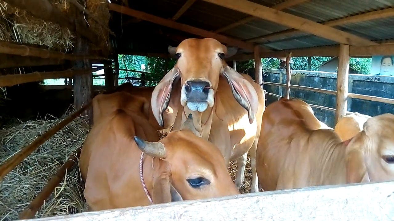 Cows In Barn Videos, Download The BEST Free 4k Stock Video Footage ...