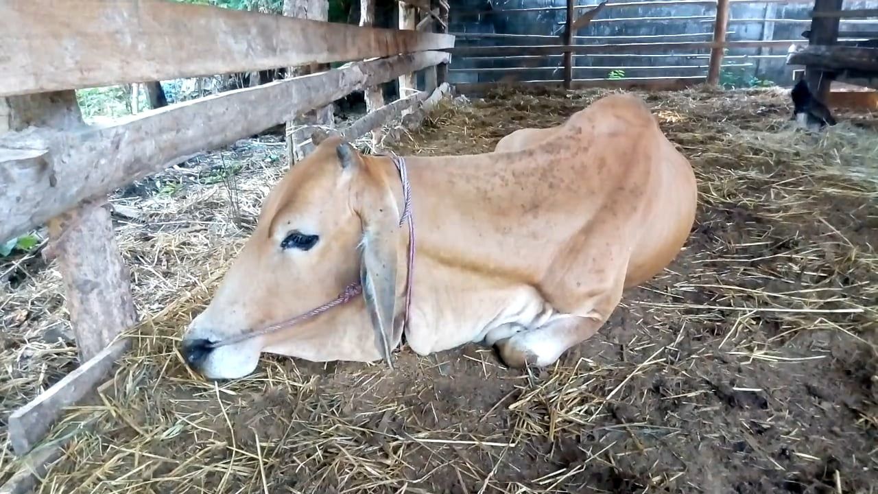 Cow Laying Down Videos, Download The BEST Free 4k Stock Video Footage ...